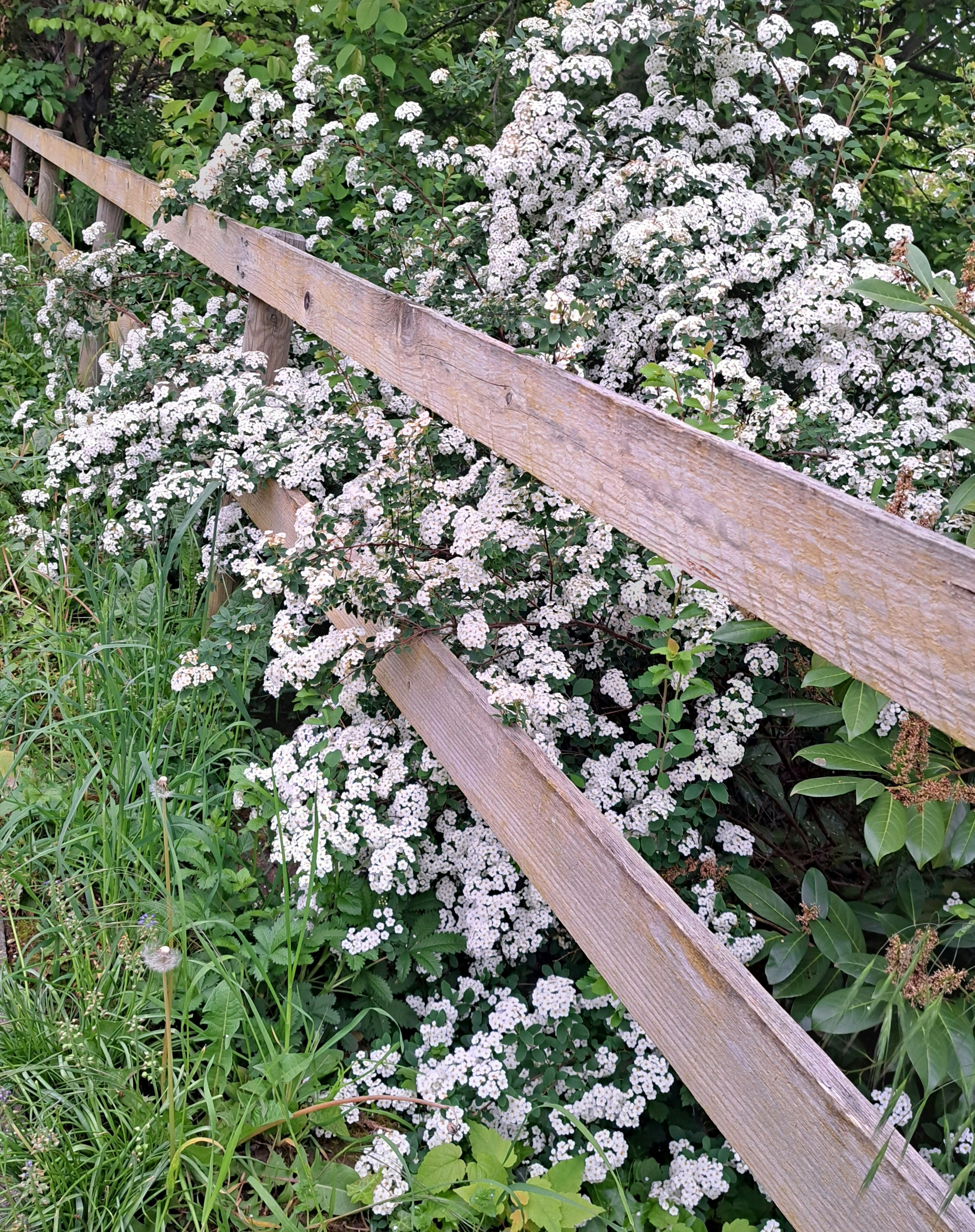 A wooden rail fence runs diagonally through a dense patch of white blossoms and green foliage, creating a serene rustic garden scene.
