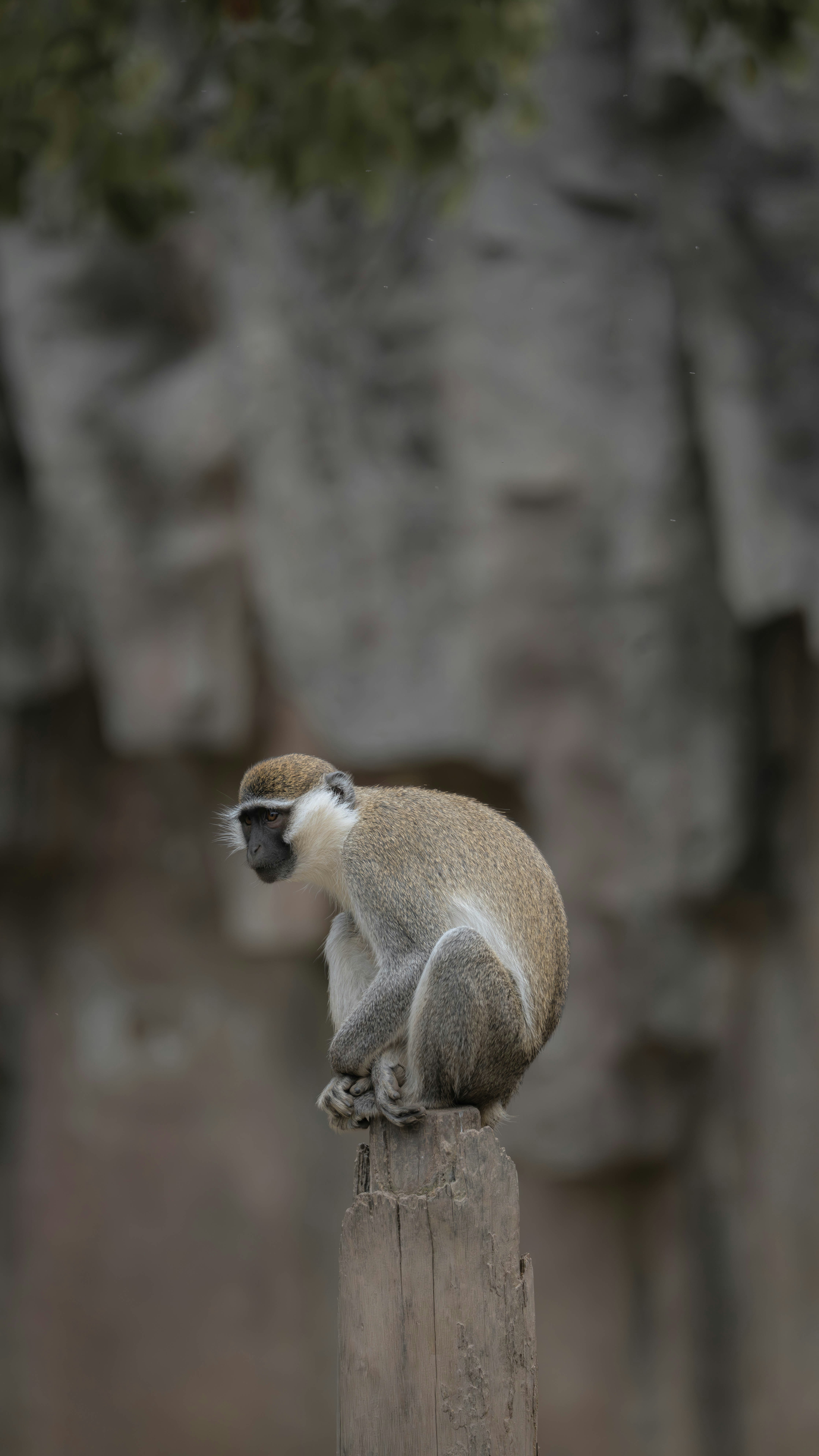Perched Contemplation on a Weathered Post