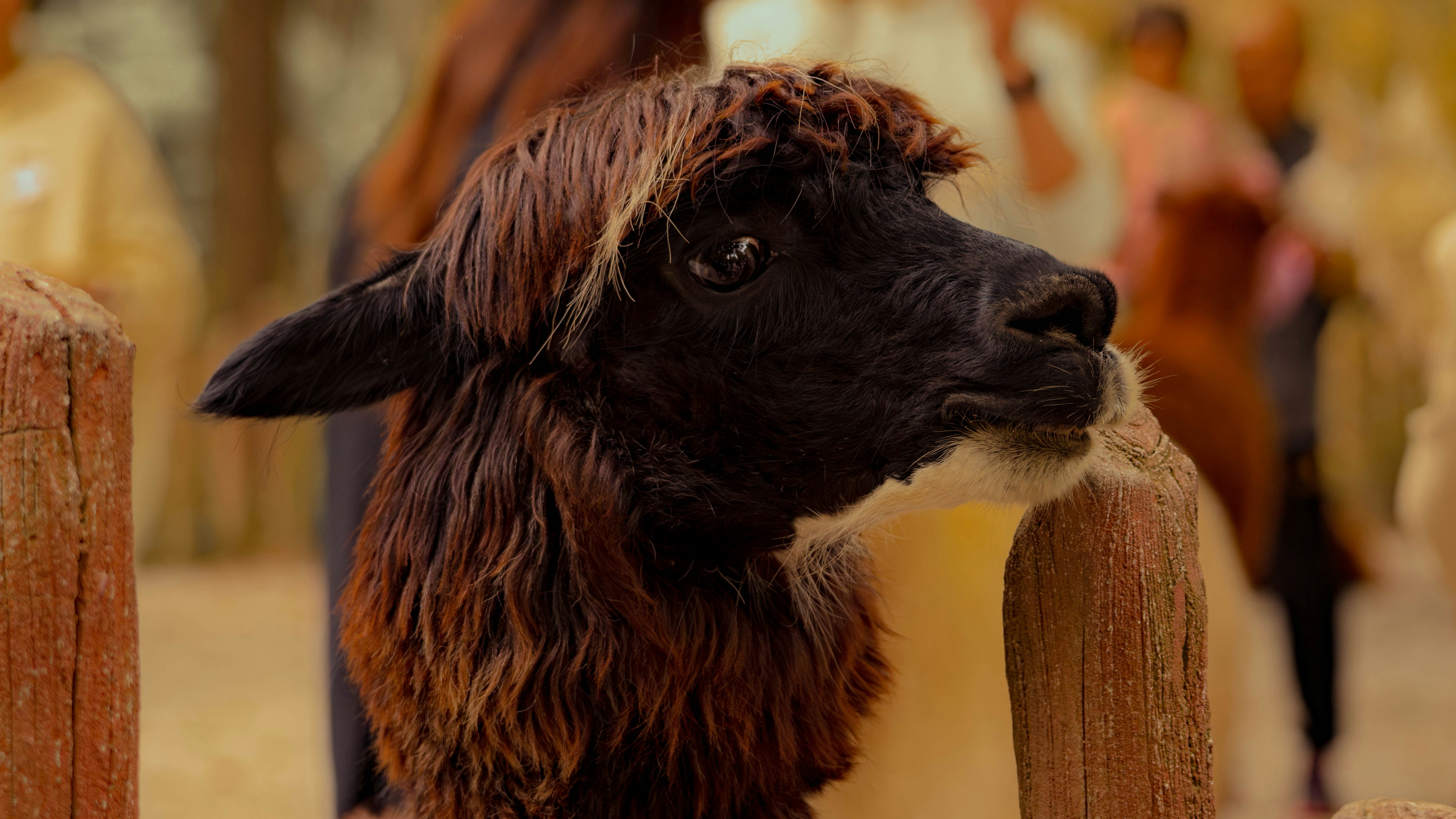 Llama at the Post: a Quiet Moment in a Sunlit Market