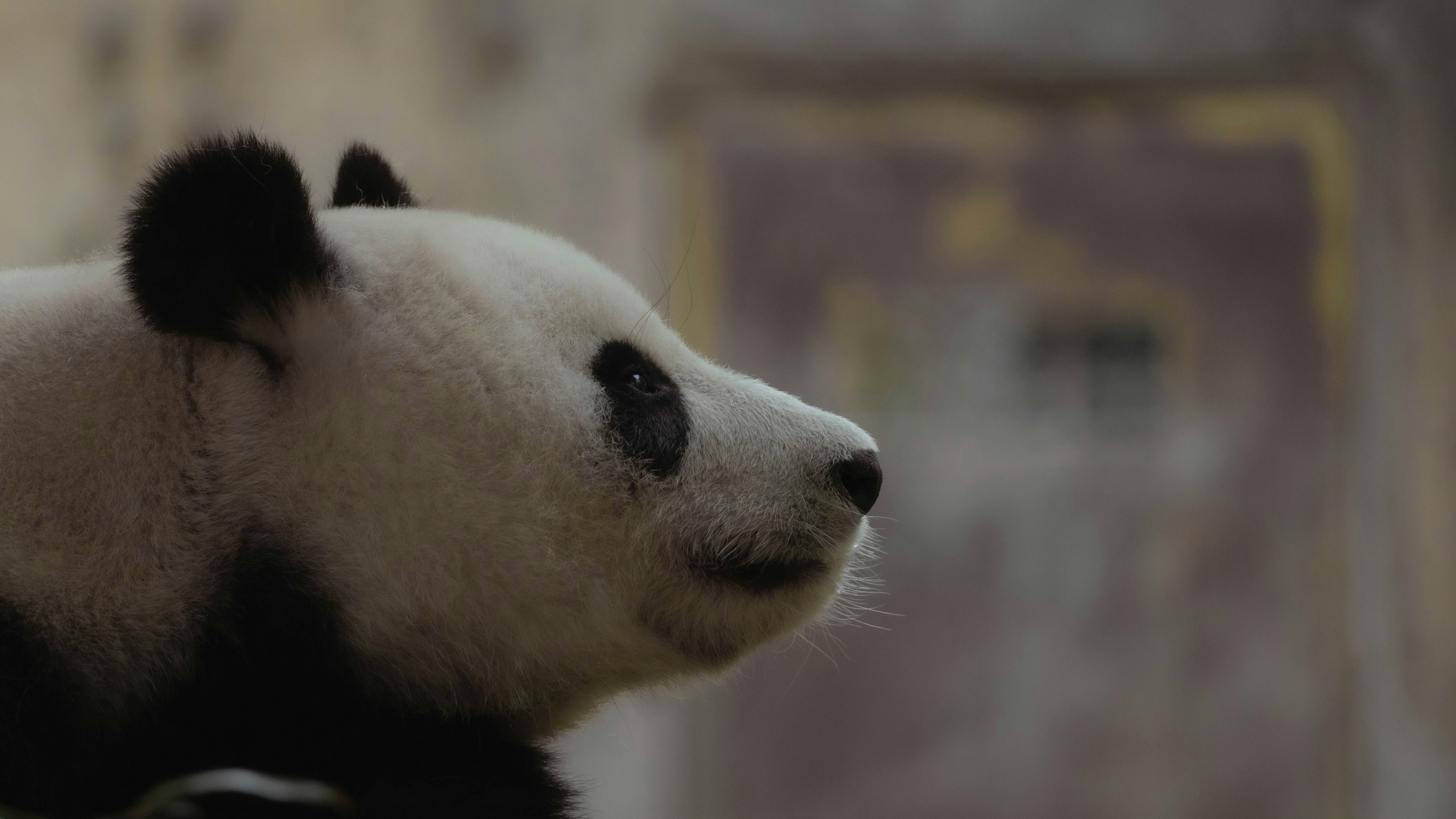 Panda in Profile: Velvet Fur and a Softly Blurred Enclosure