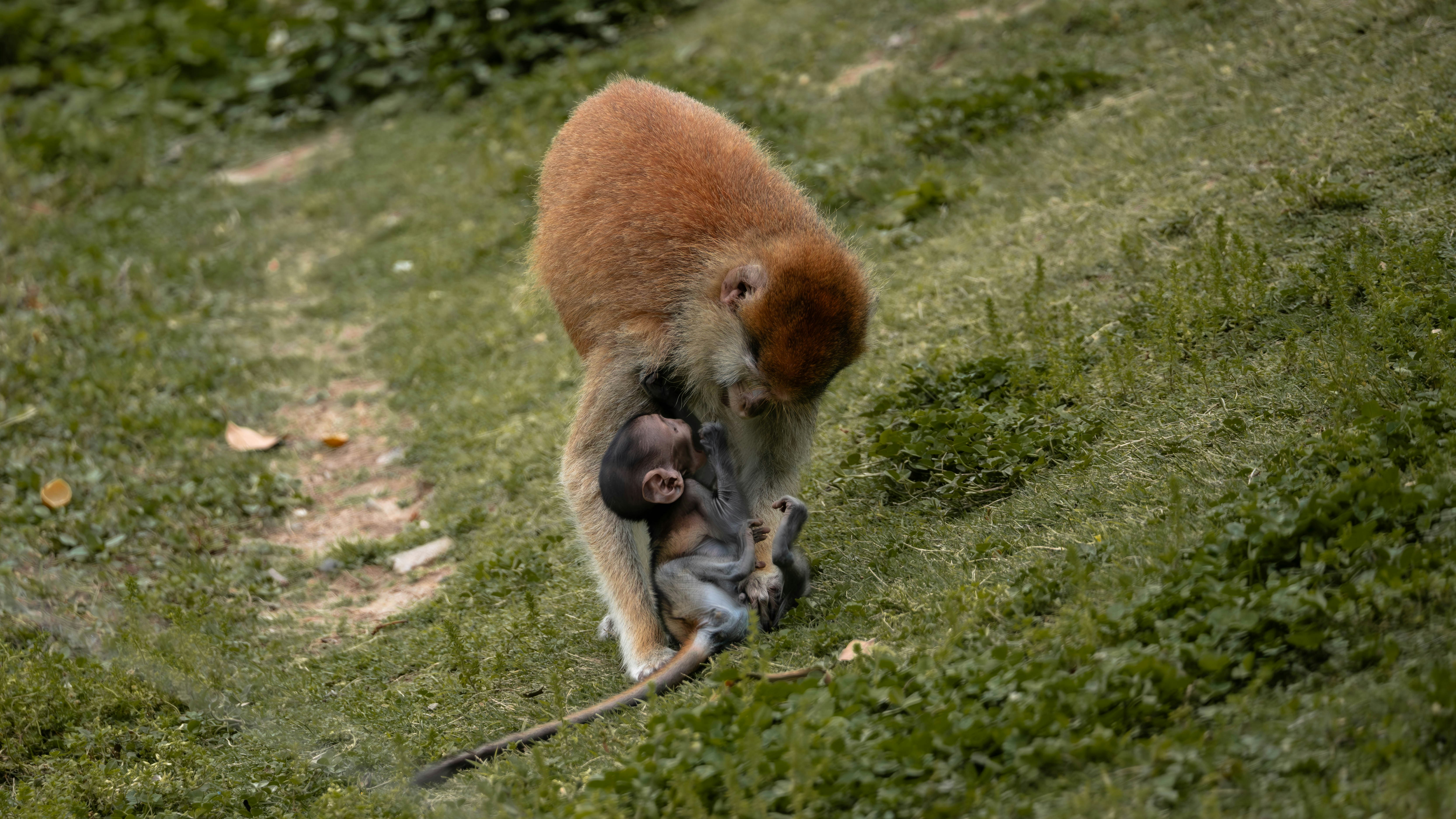 Slope-side Bond: A mother langur cradles her infant on a hillside branch