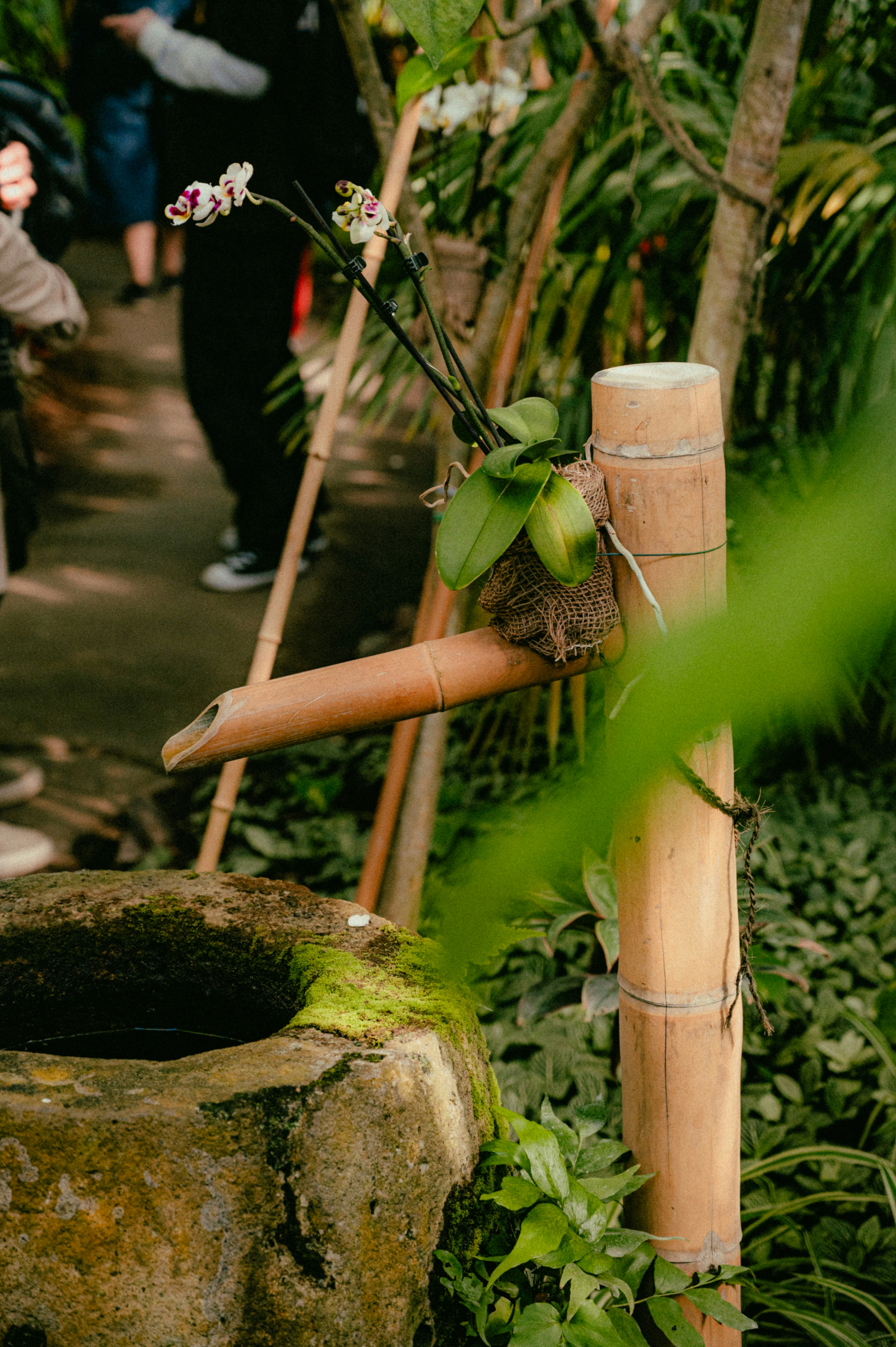 Orchid on a Bamboo Spout: Quiet Garden Moment