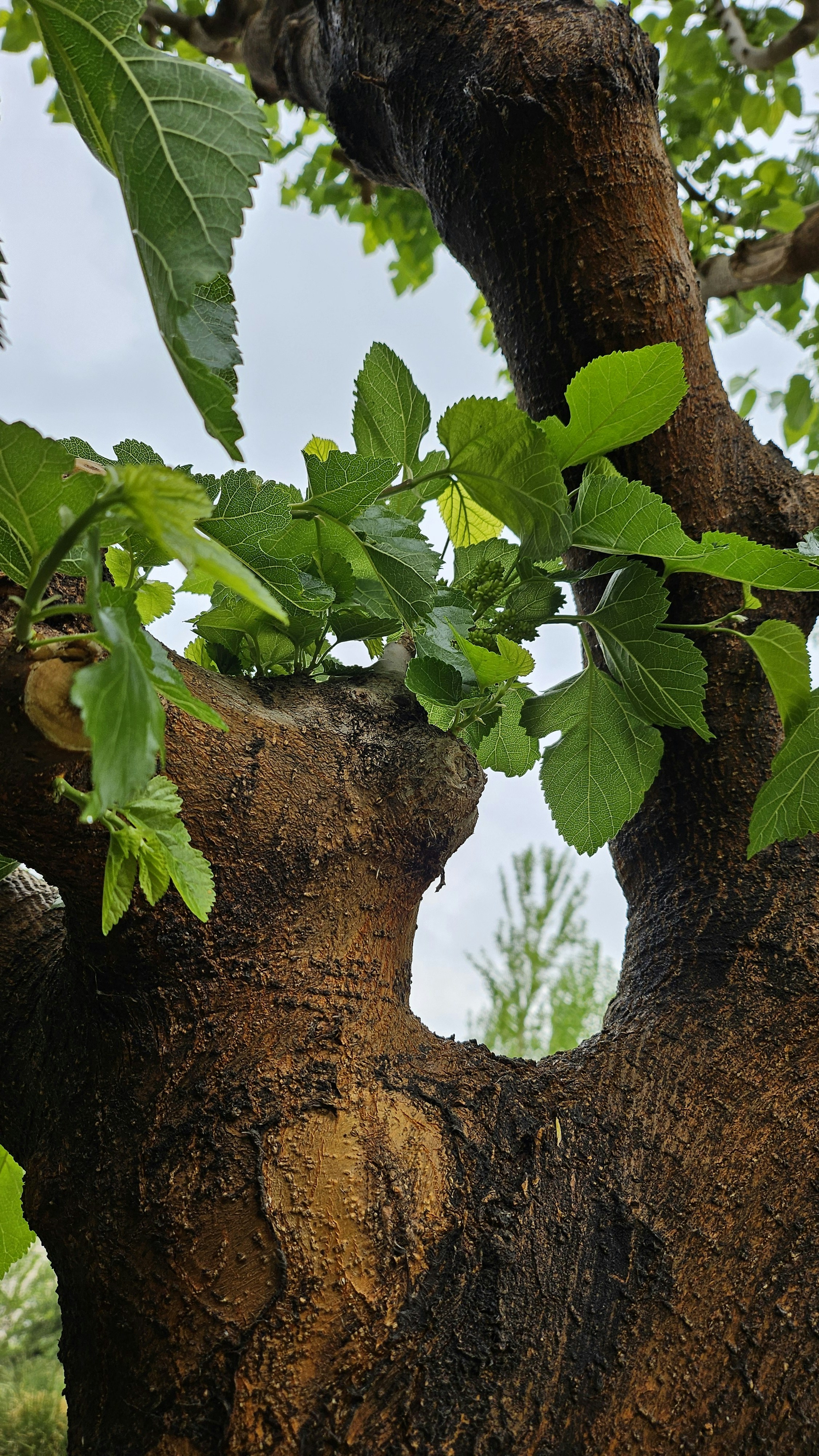 Close-up of a textured tree trunk with a hollow, framed by bright green leaves against a pale sky.
