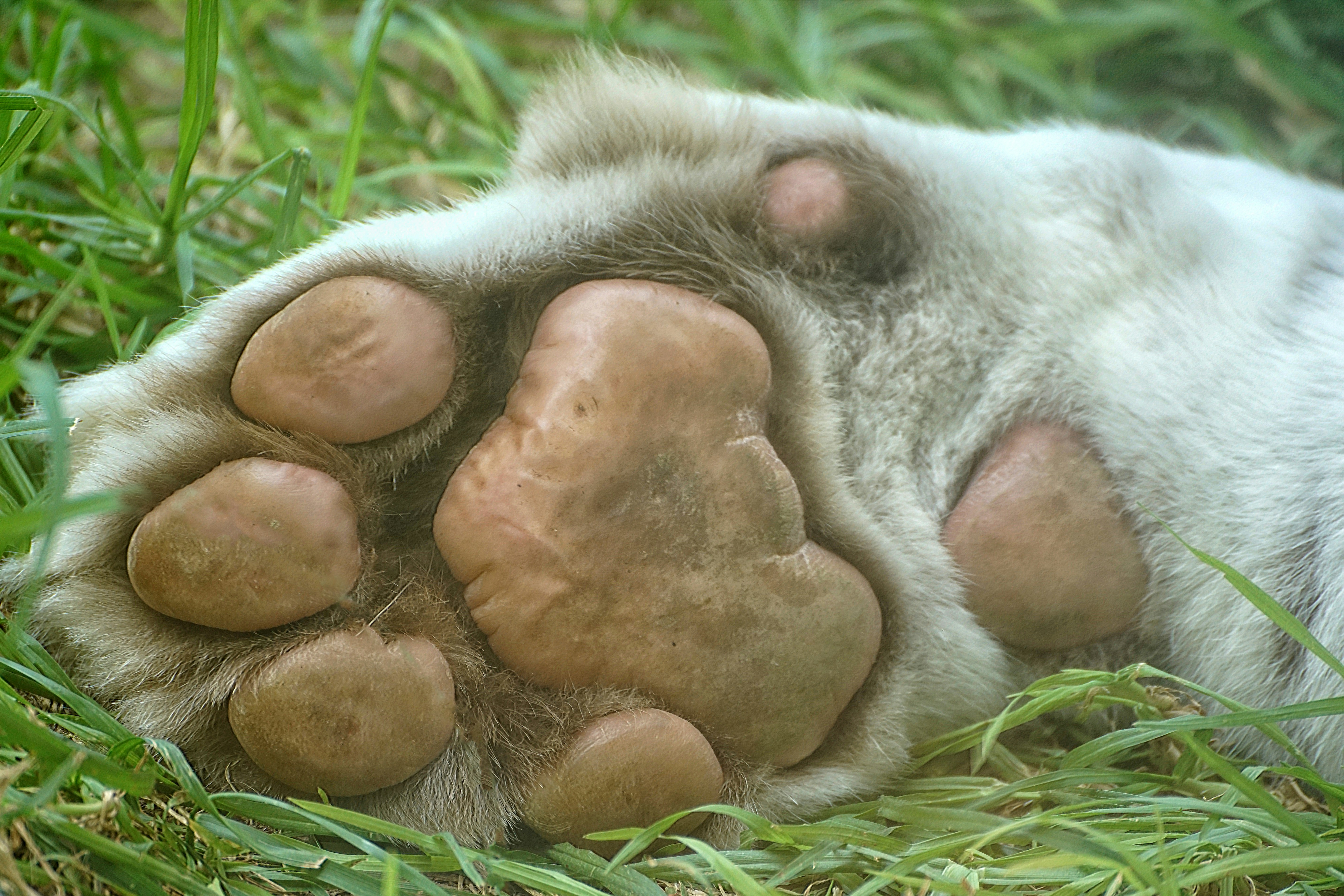 Macro photograph of a large animal's paw pads resting on green grass. The focus highlights texture and pink-brown cushions.