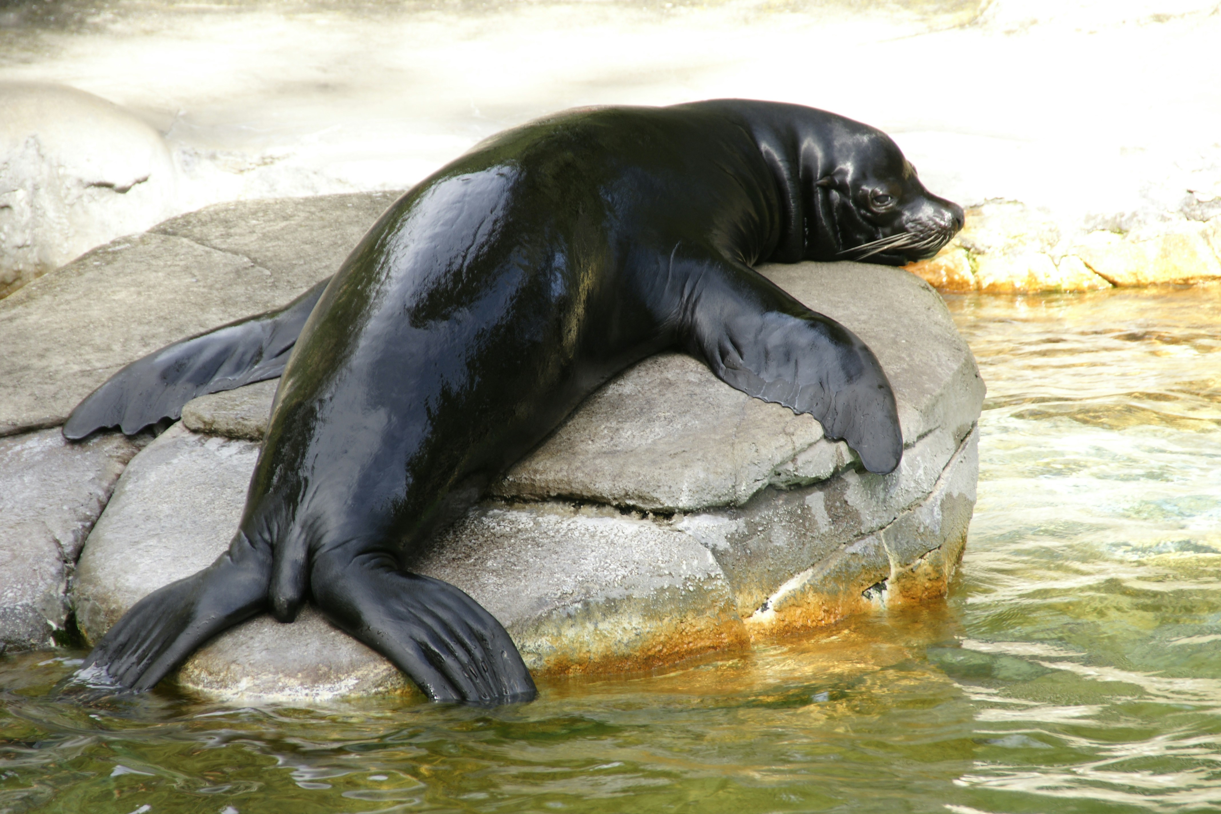A glossy sea lion lounges on smooth granite rocks beside a calm tidal pool, its dark body reflecting on the water.