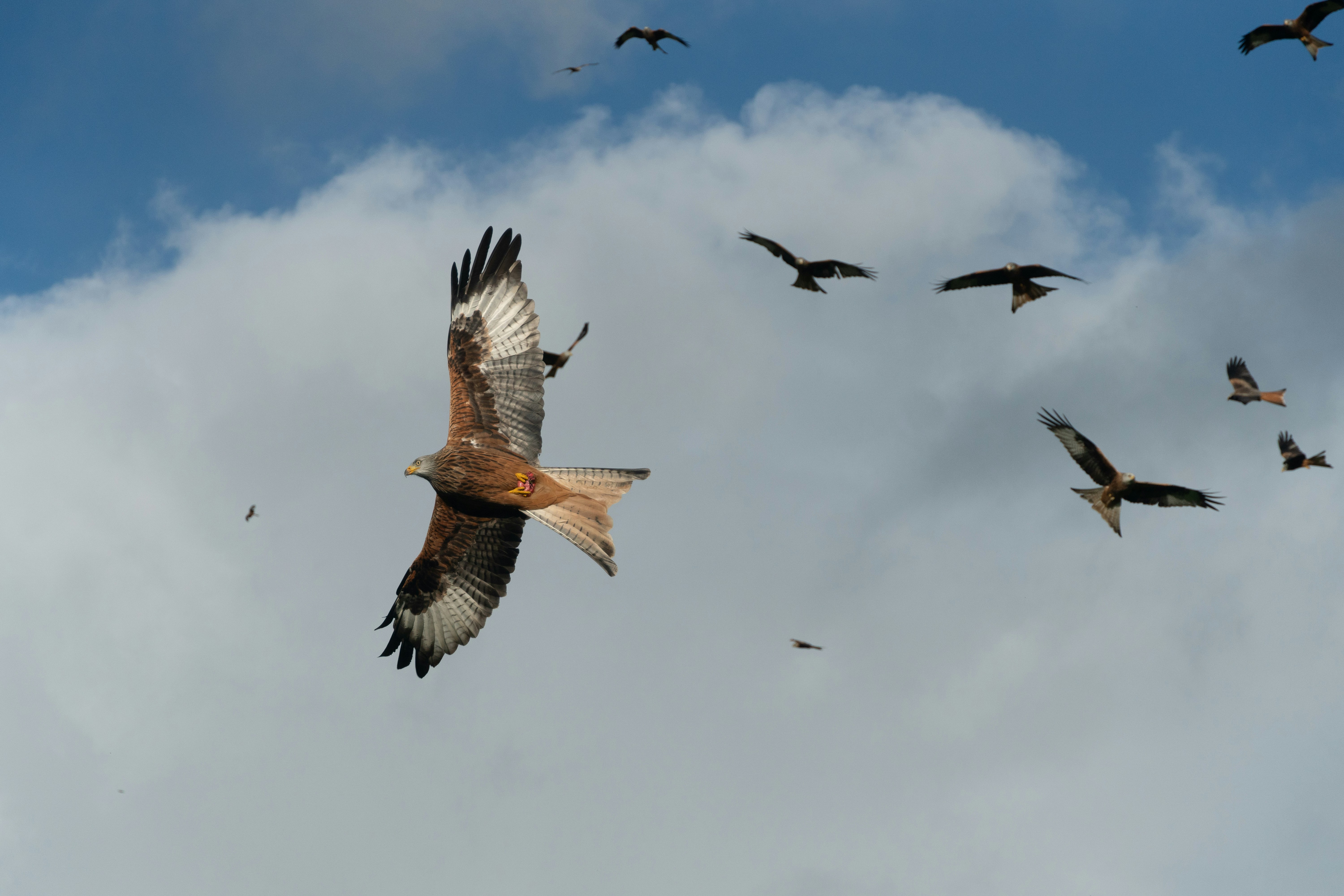 An Osprey with food | a flock of birds flying through a cloudy sky