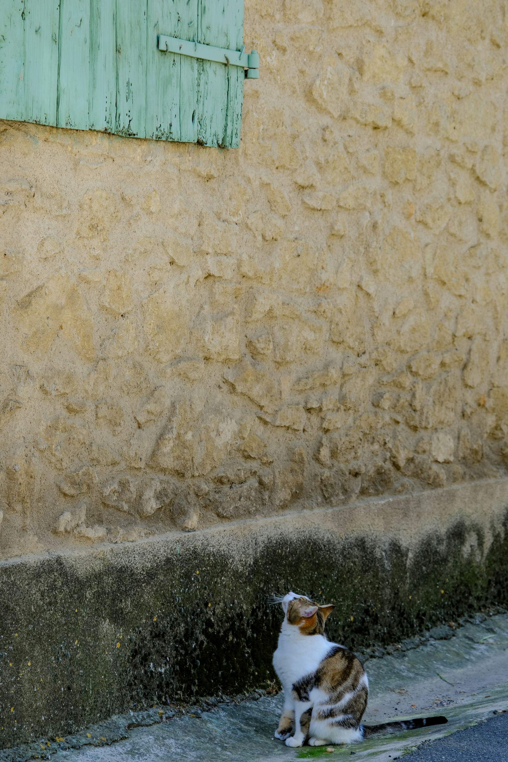 Whiskered Sentinel by a Sun-Washed Wall and Mint Window