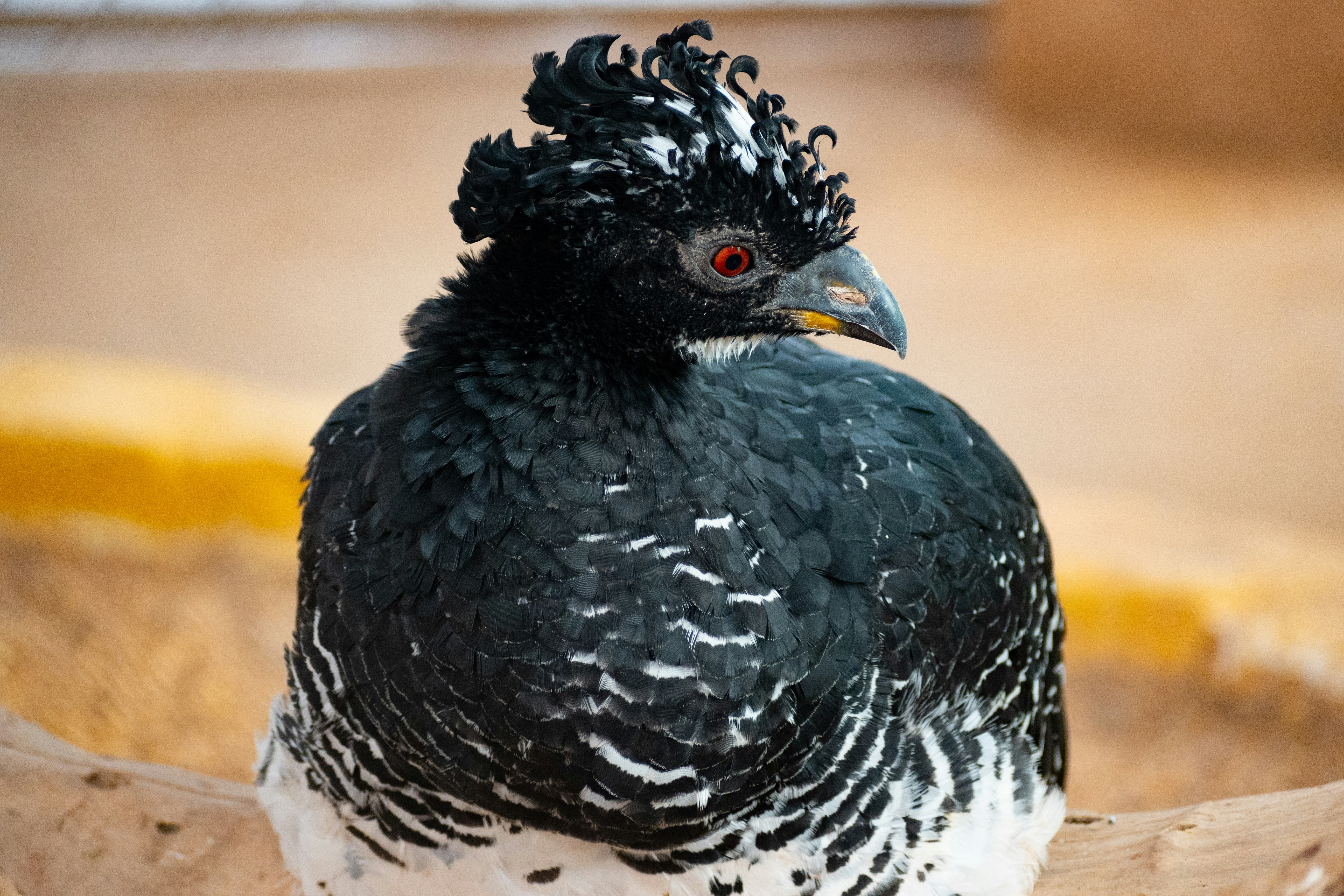Red-Eyed Crest in Desert Light: A Black Bird Portrait