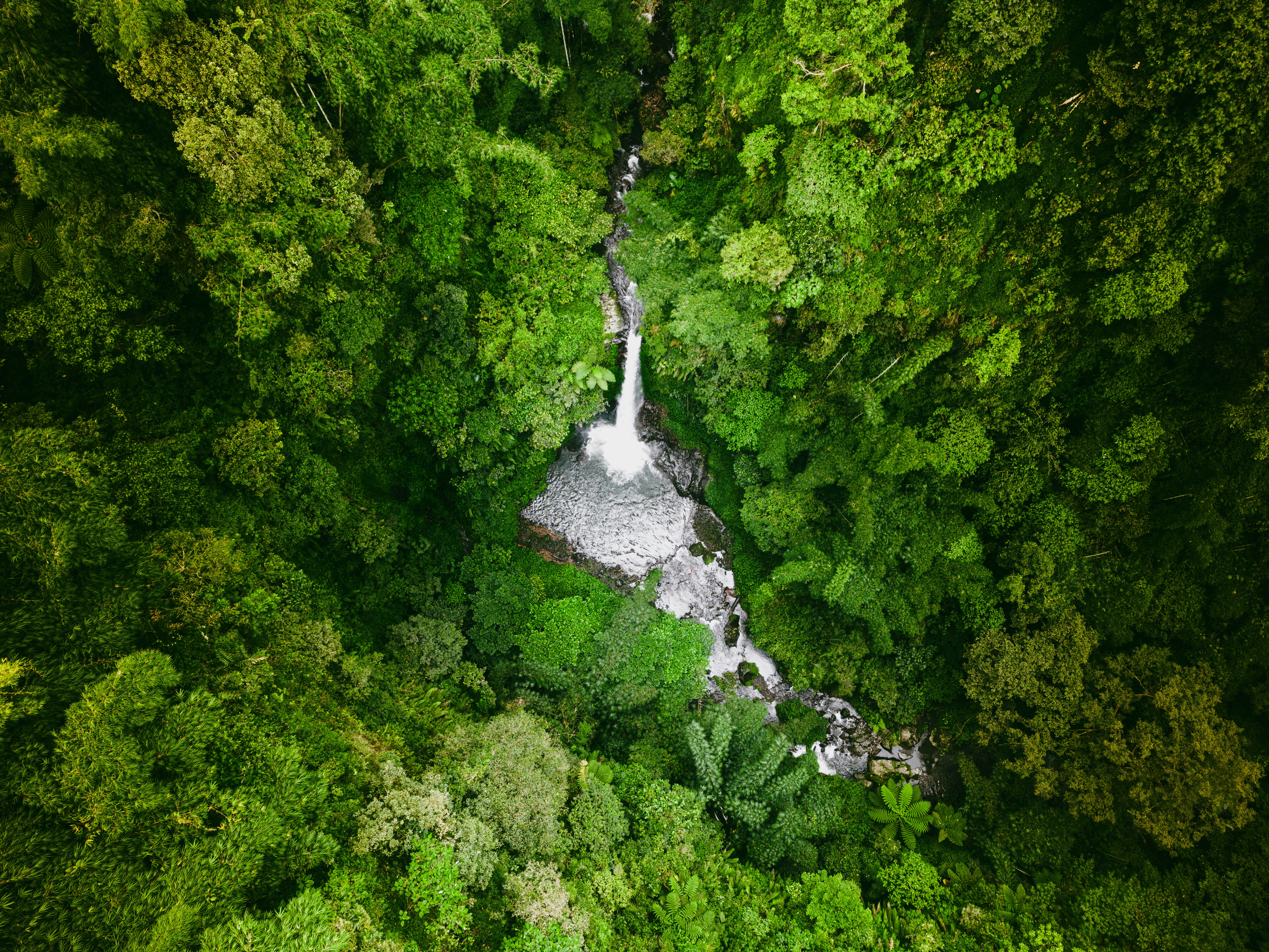 Una cascada en medio de un bosque foto – Imagen de Bosque gratuita en ...