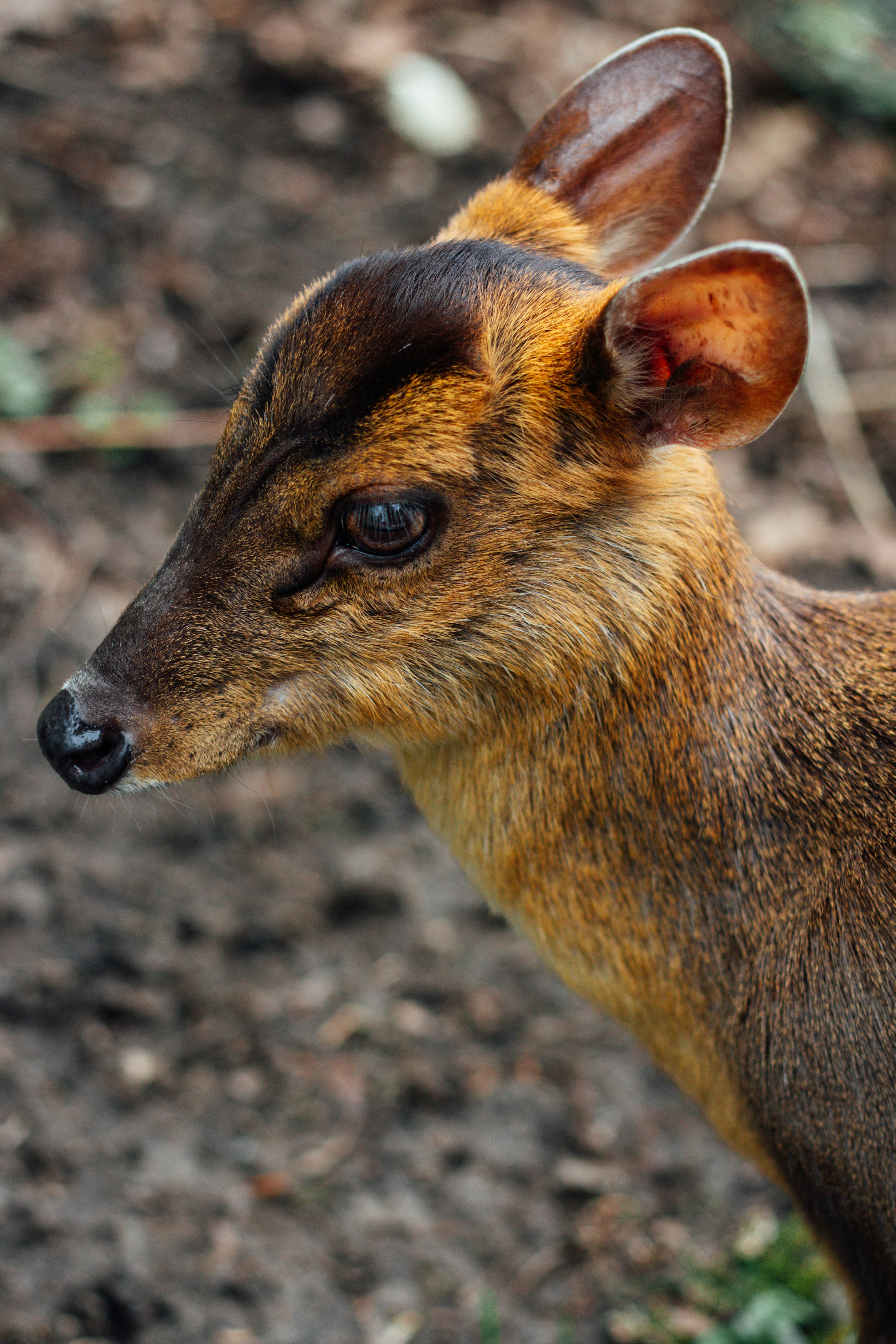 A close up of a small animal on a field photo – Free Animal Image on ...