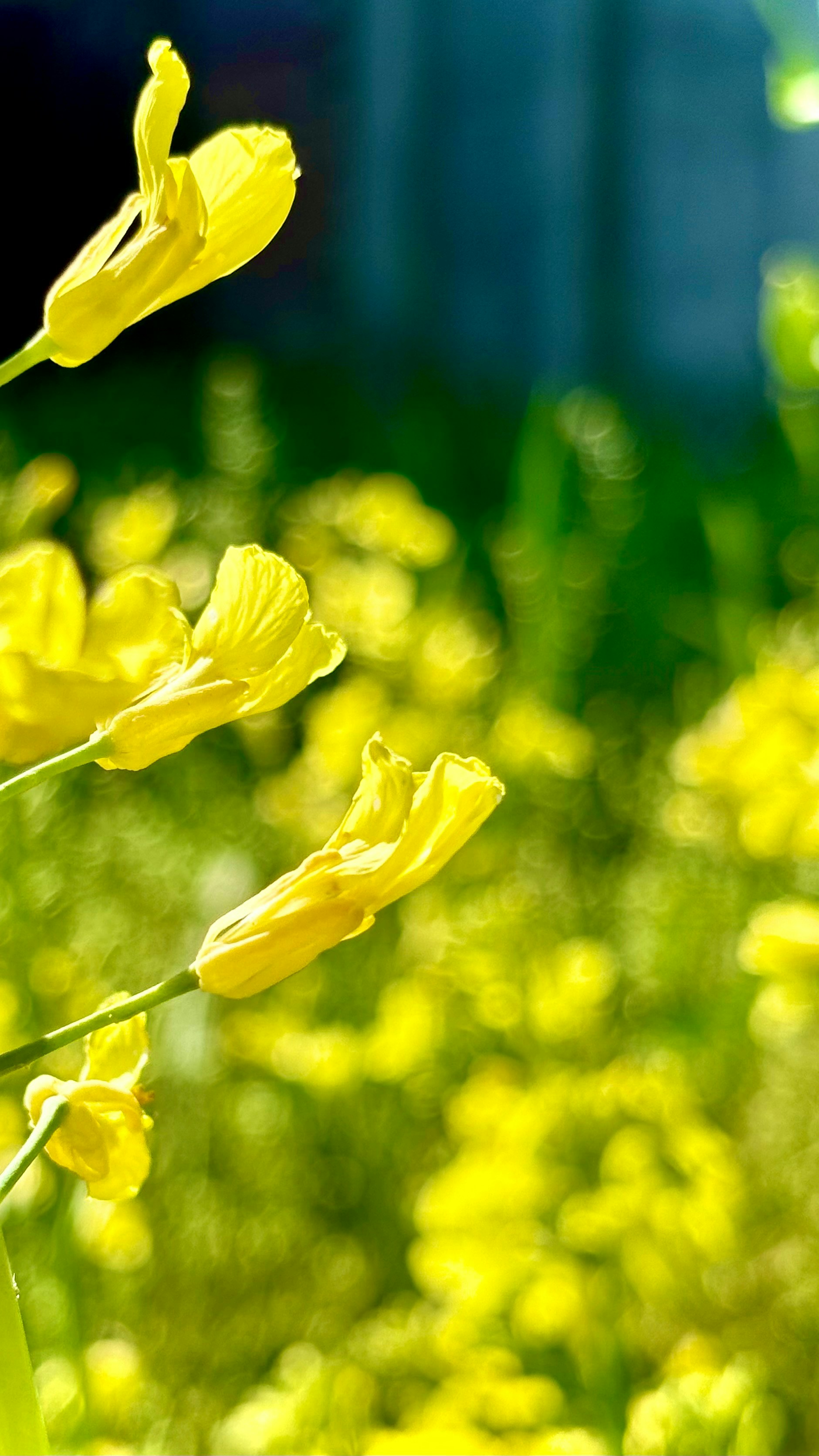 Canary Blooms in a Sunlit Field: A Close-Up with Dreamy Background Blur