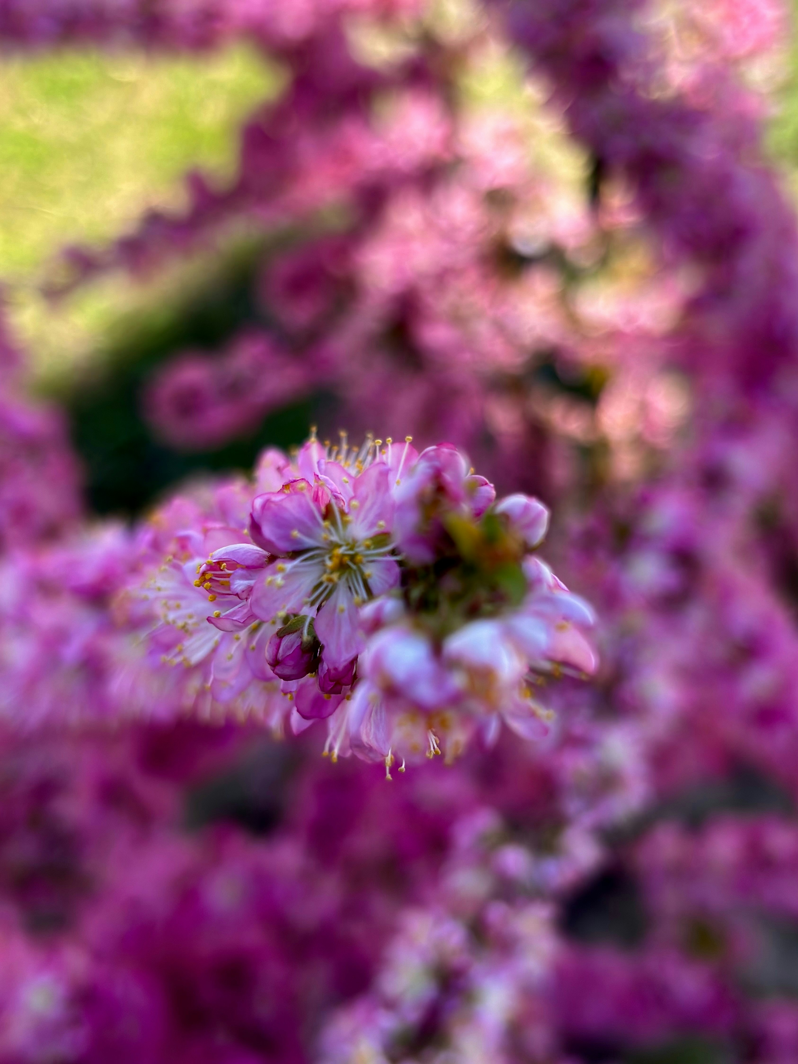 Petal Chorus: A Lone Pink Bloom Reaches Toward Summer Light