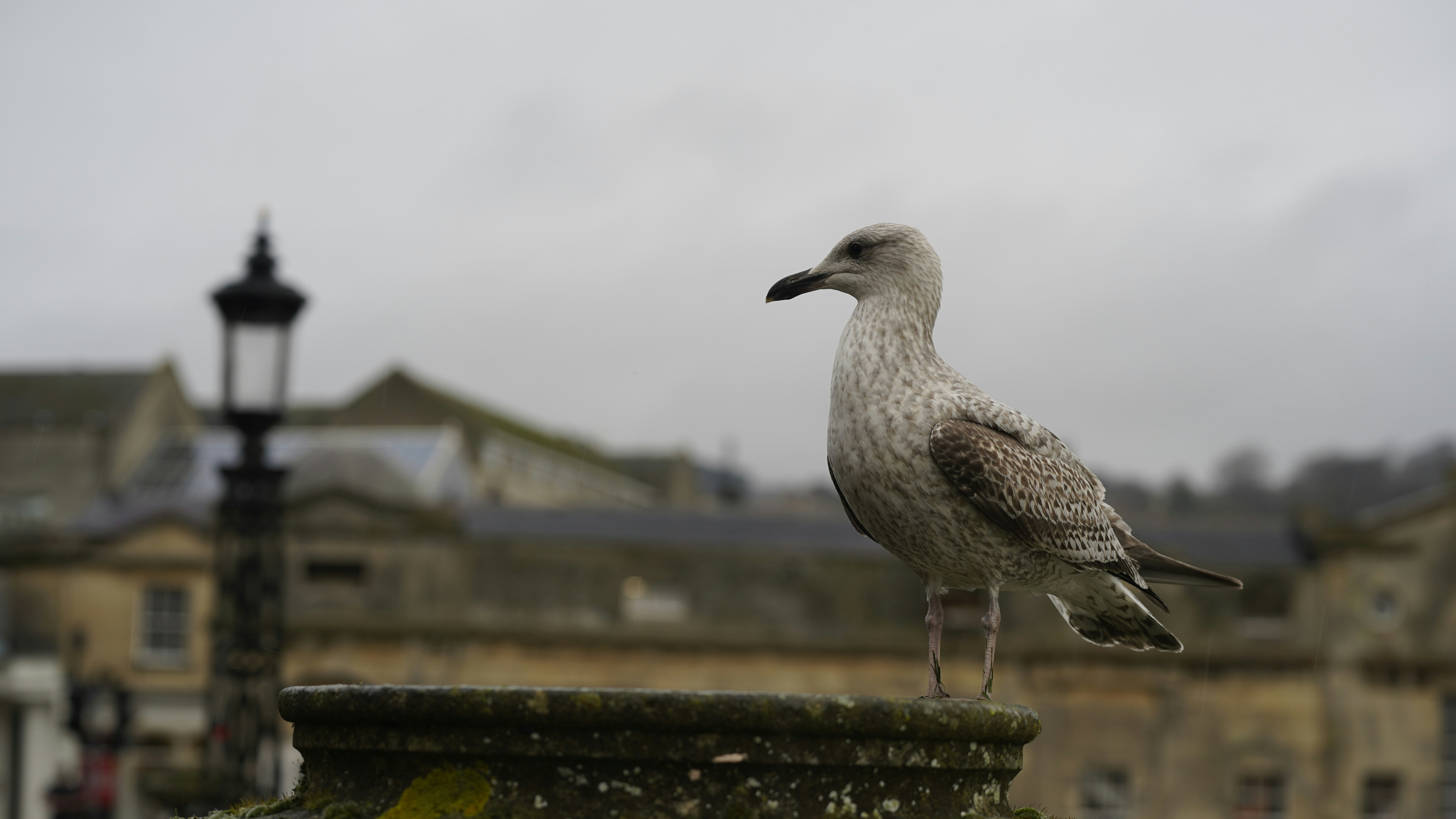 A goose standing stil