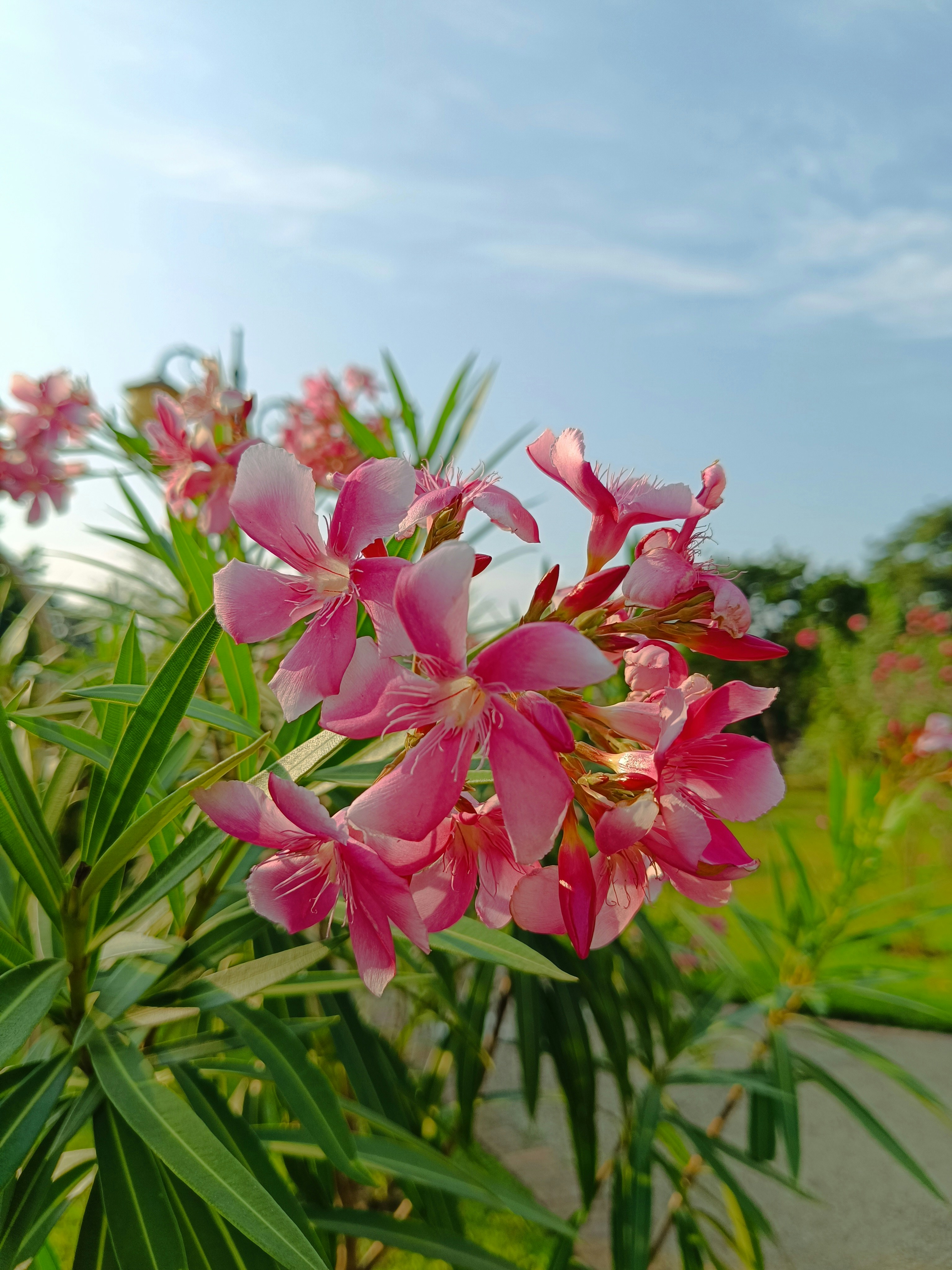 Close-up of pink oleander blossoms with a blurred green garden and bright blue sky in the background. The shot emphasizes vivid petals and warm, natural light.