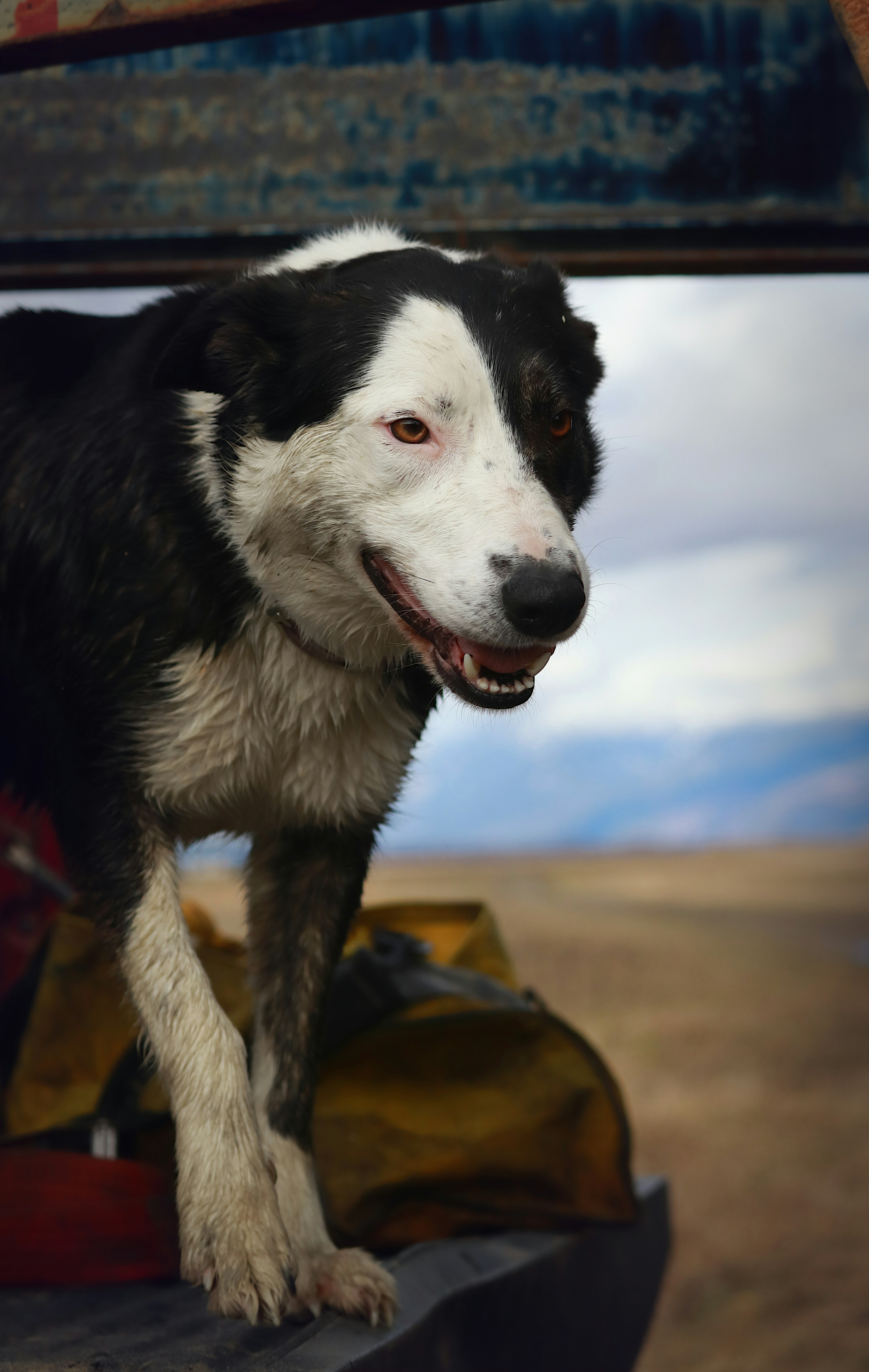 Midday grin: A Border Collie on a weathered bench beneath an open sky
