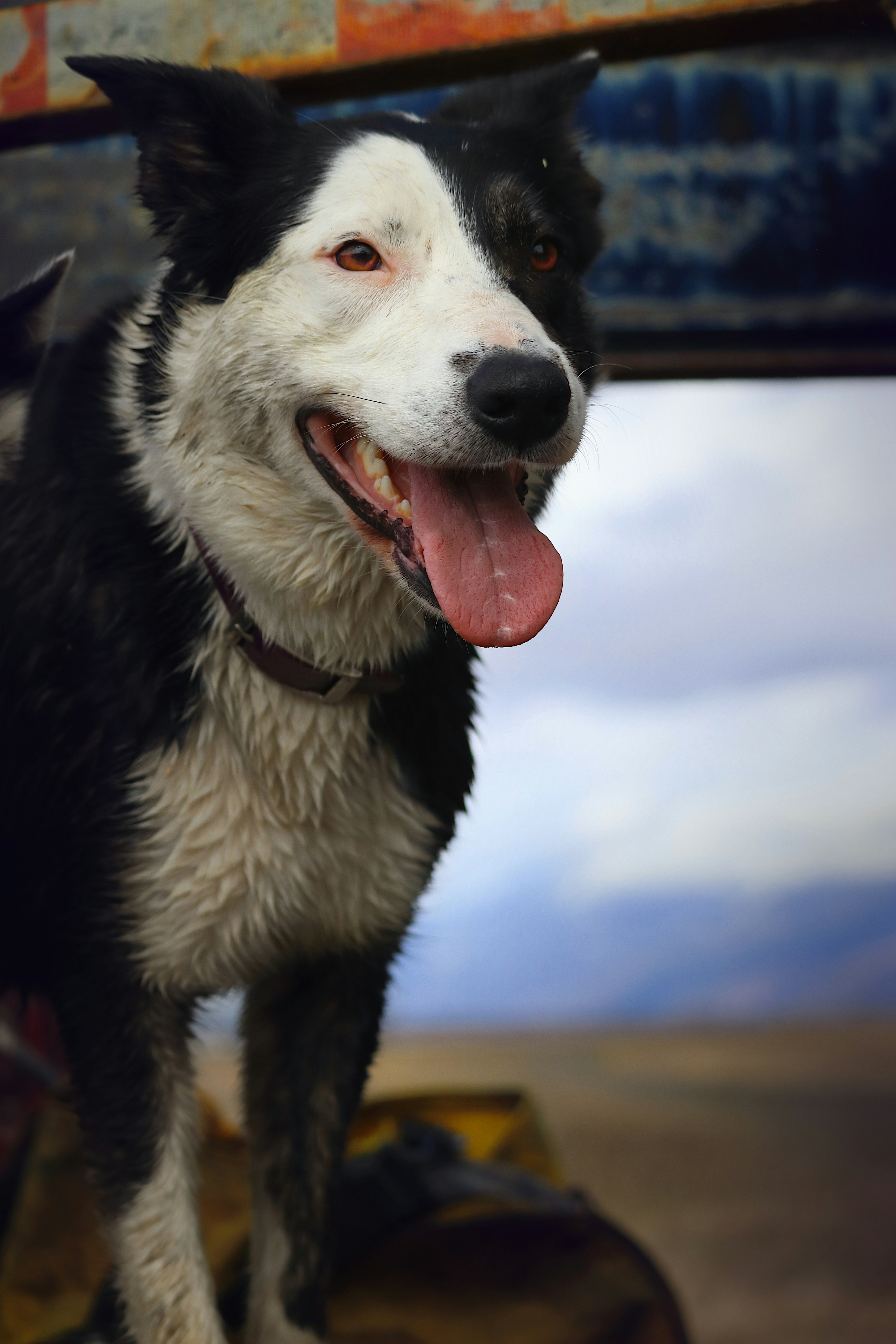 Joyful Gaze: A Border Collie-Pitstop Smile Under an Open Sky