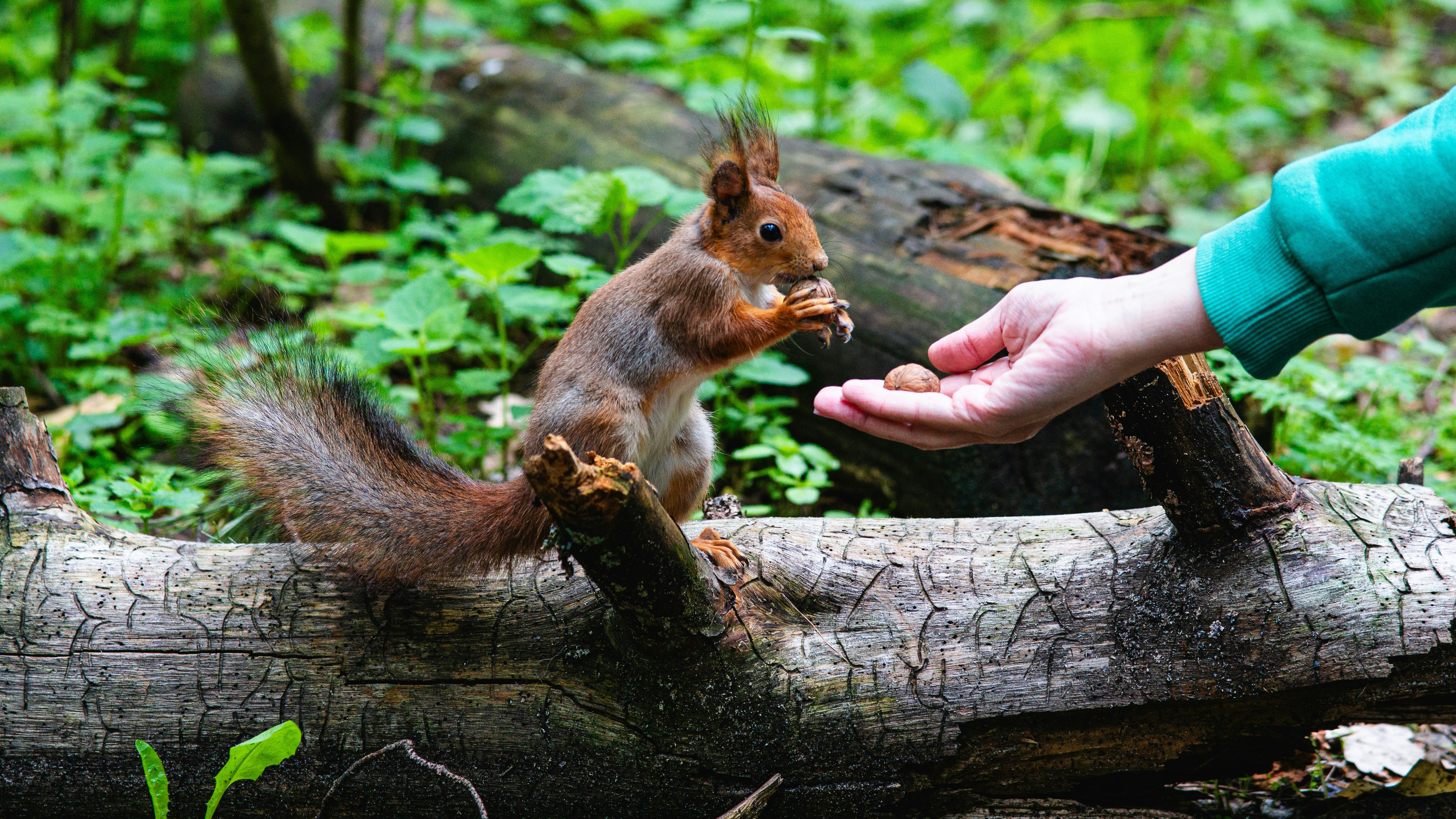 A person feeding a squirrel on a log photo – Free Animal Image on Unsplash