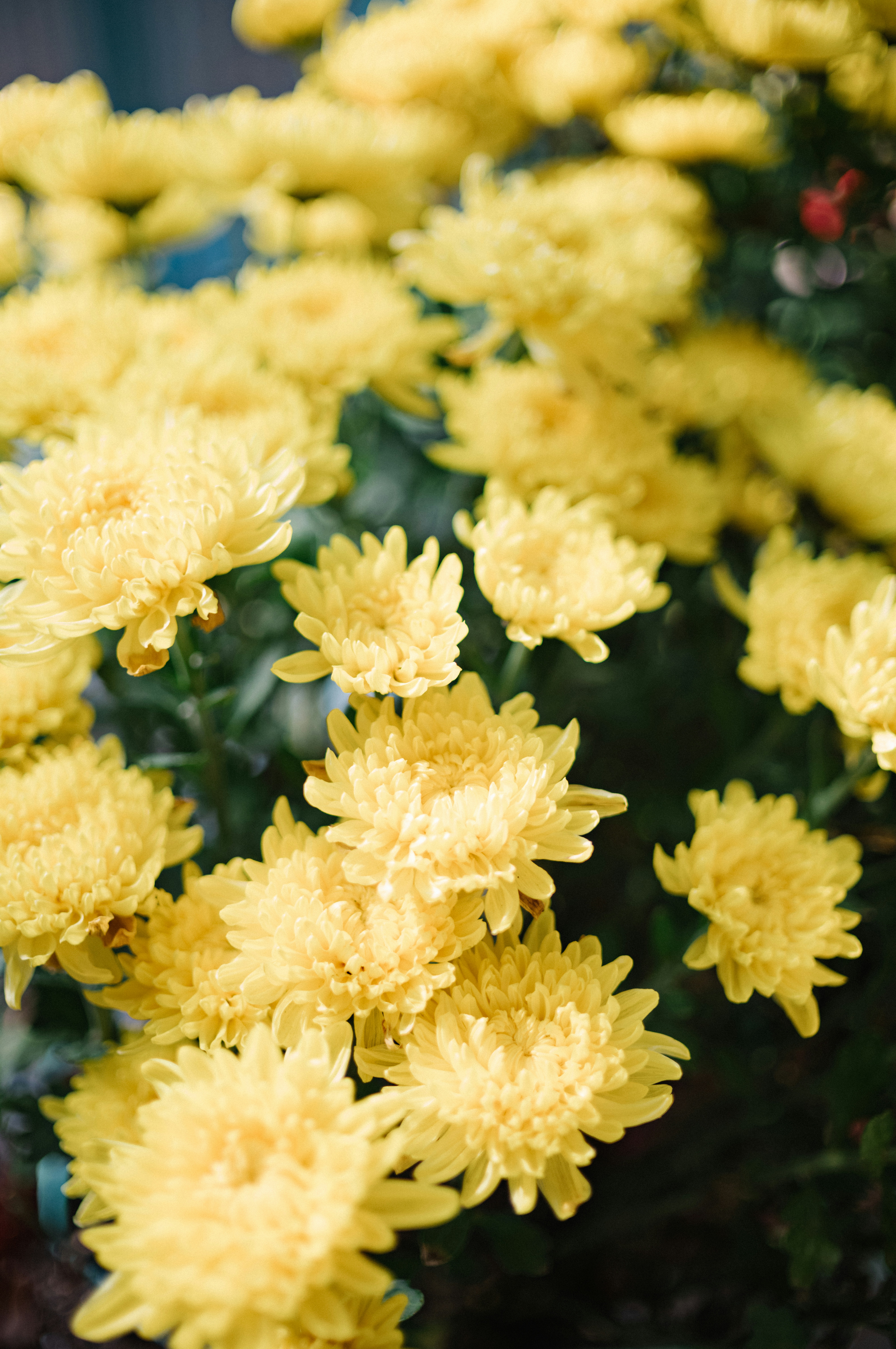 A bunch of yellow flowers in a garden photo – Free Flower Image on Unsplash