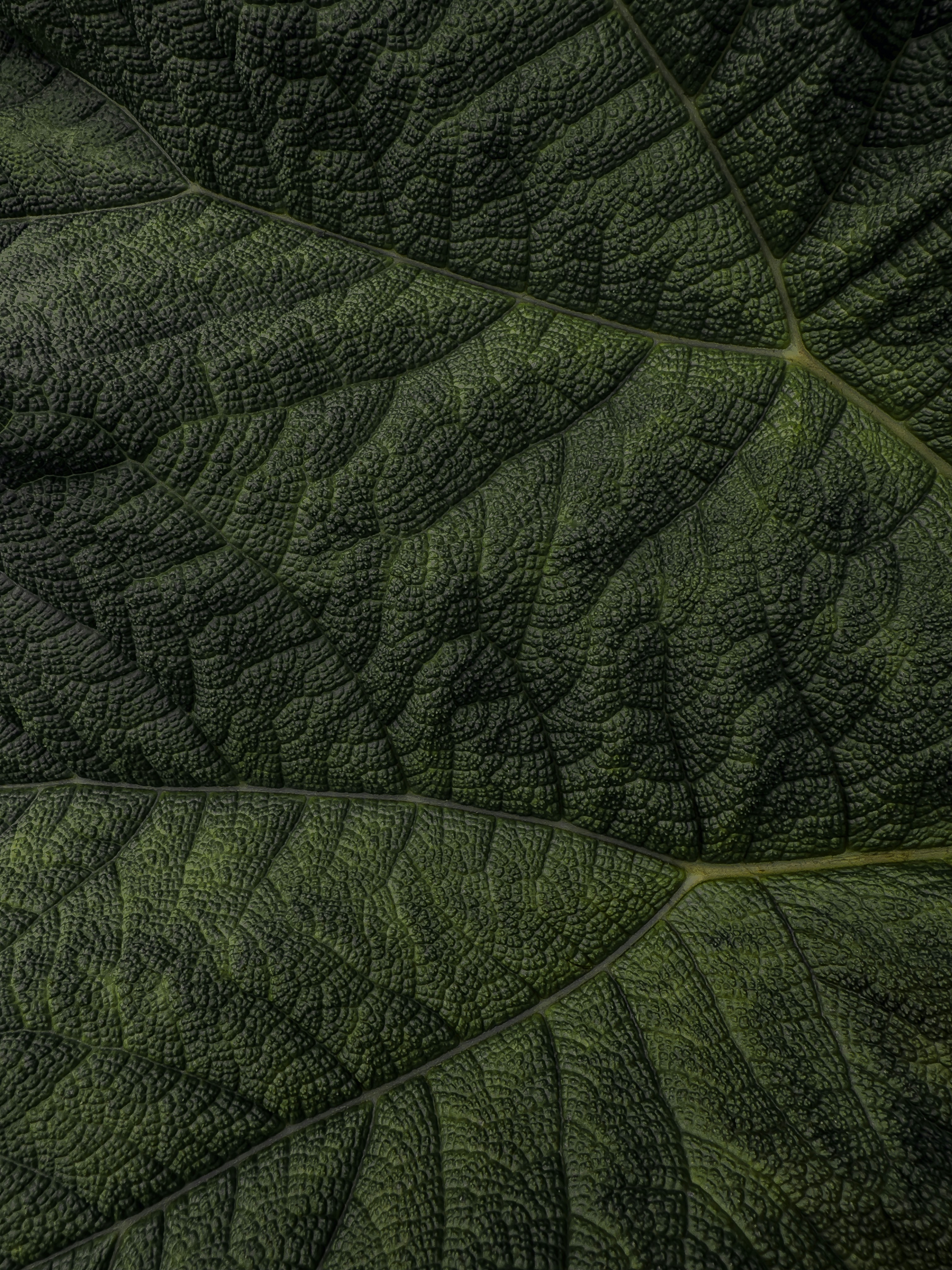 A close up view of a green leaf photo – Free Chatsworth house Image on ...