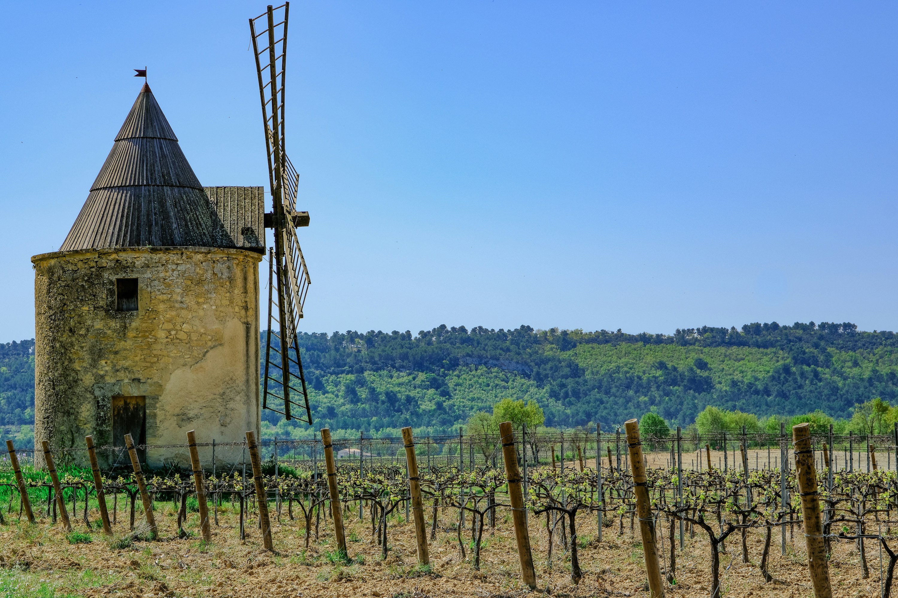 Rustic windmill stands amid vineyard rows under a clear blue sky.