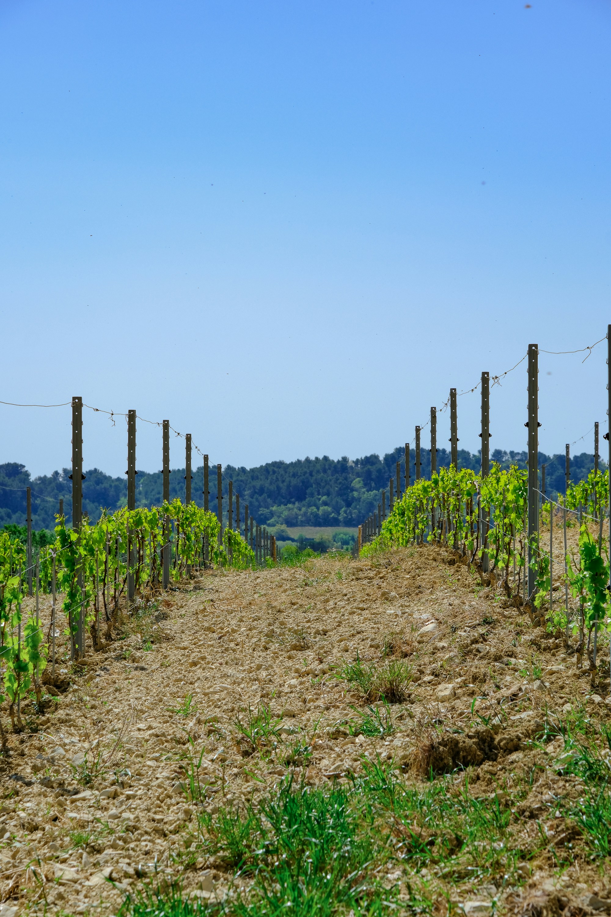 Converging Vineyard Aisle: A Sunlit Path Through Green Trellises