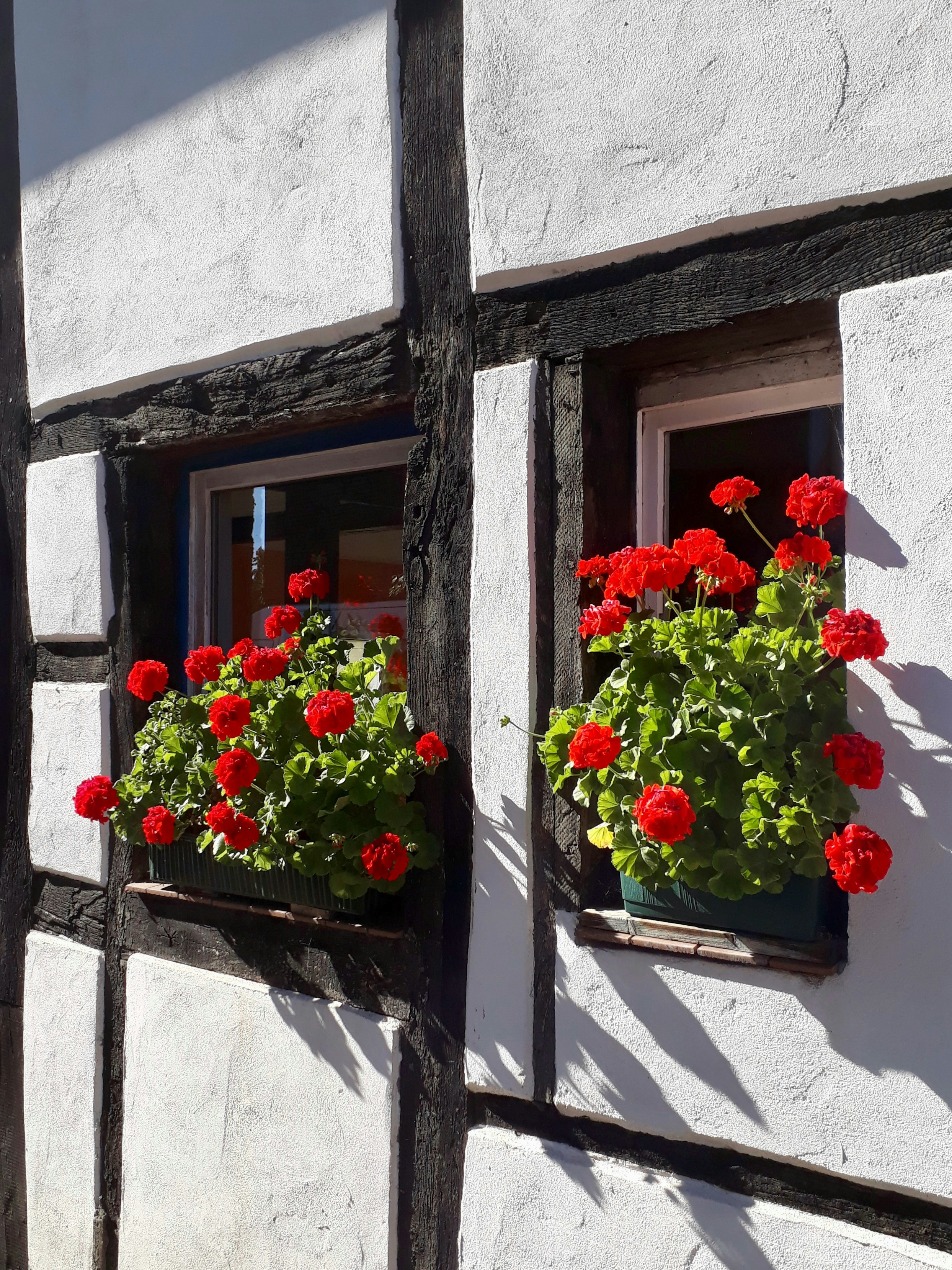 Two window boxes with bright red geraniums bloom against a white, timber-framed façade in bright sunlight.