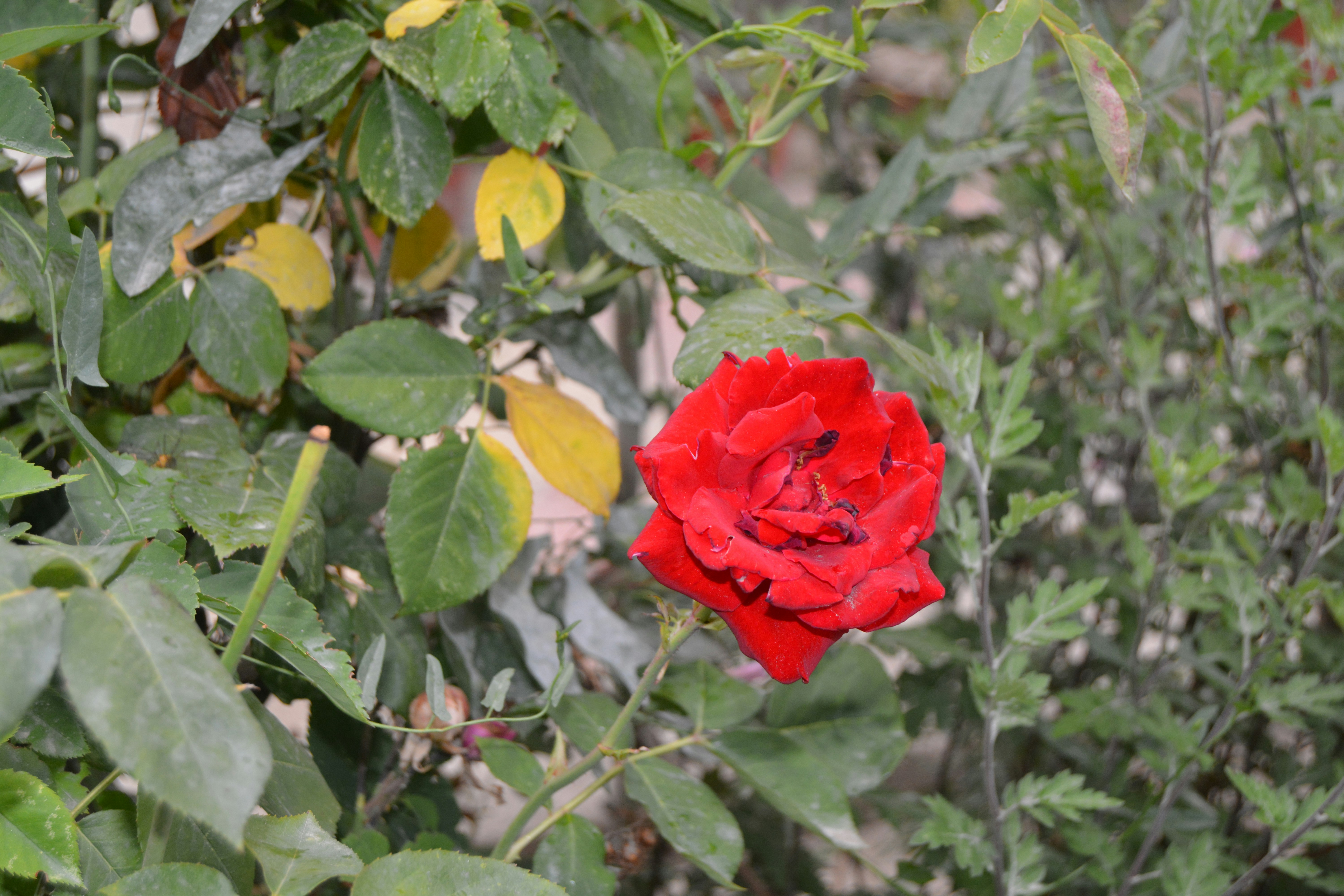 The red rose, the epitome of passion and beauty, reigns as the jewel of the plant from which it blooms. Perched upon slender stems adorned with sharp thorns, the rose bush stands proudly, its dark green foliage providing a striking backdrop for the vivid scarlet blossoms. At the heart of this botanical marvel, the red rose unfurls its velvety petals with grace and elegance, each layer revealing a depth of color that captivates the eye and stirs the soul. From the deepest crimson to the brightest vermilion, the hues of the rose petals dance in the sunlight, casting a warm and alluring glow upo