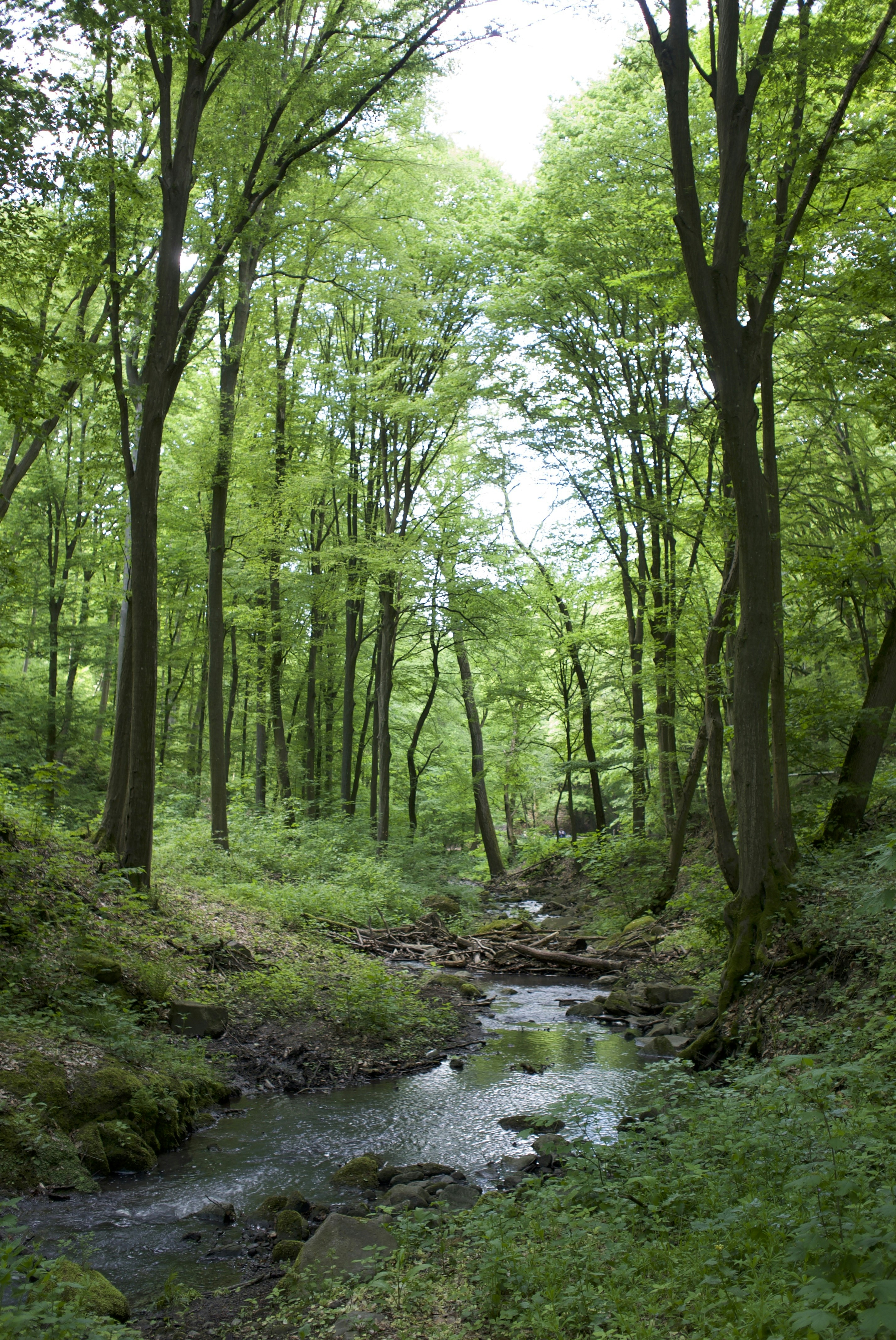 Photograph of a sunlit forest with a narrow stream winding through lush green trees.