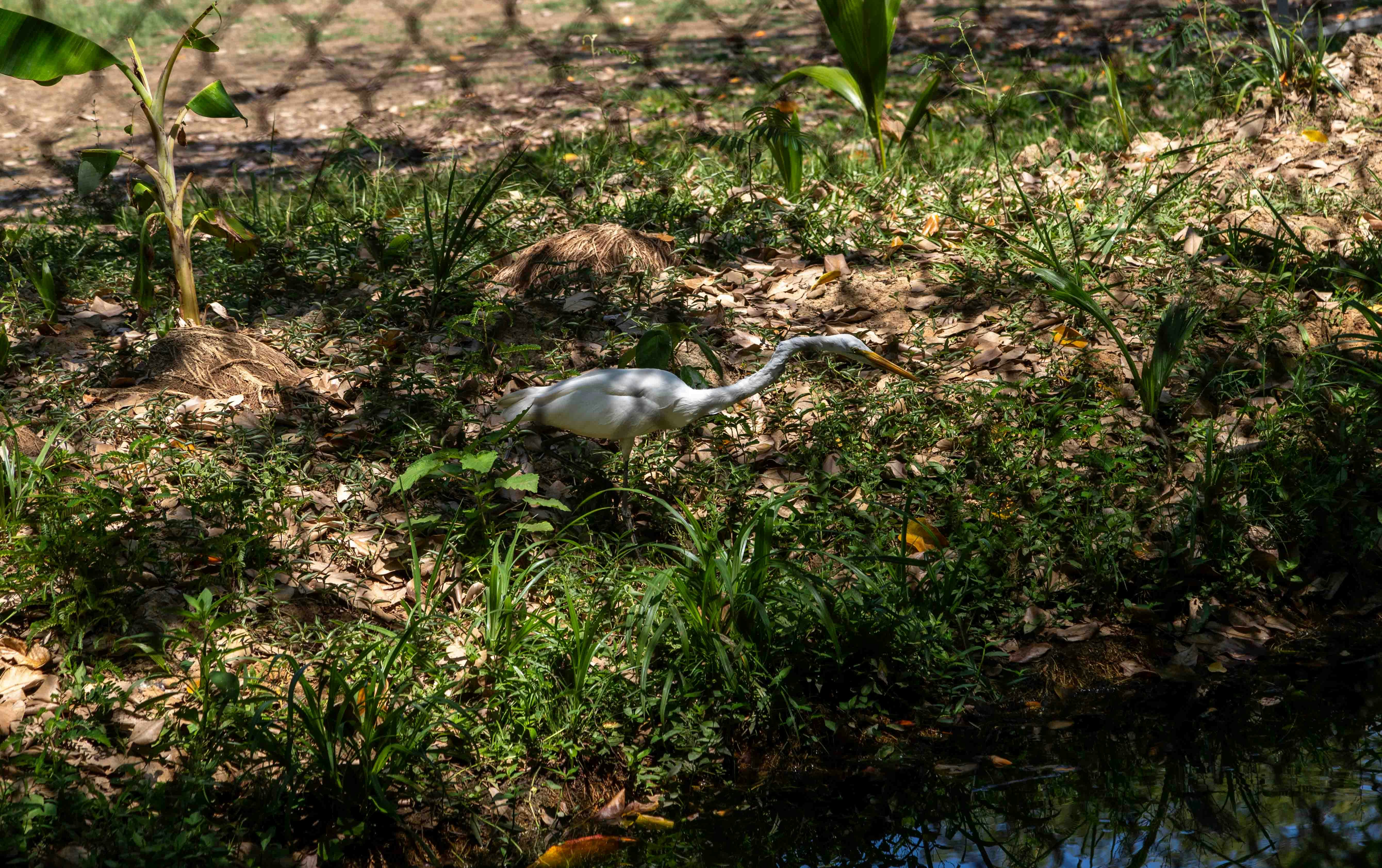Egret at the Pond's Edge: A Quiet Glide Through Shadow and Green