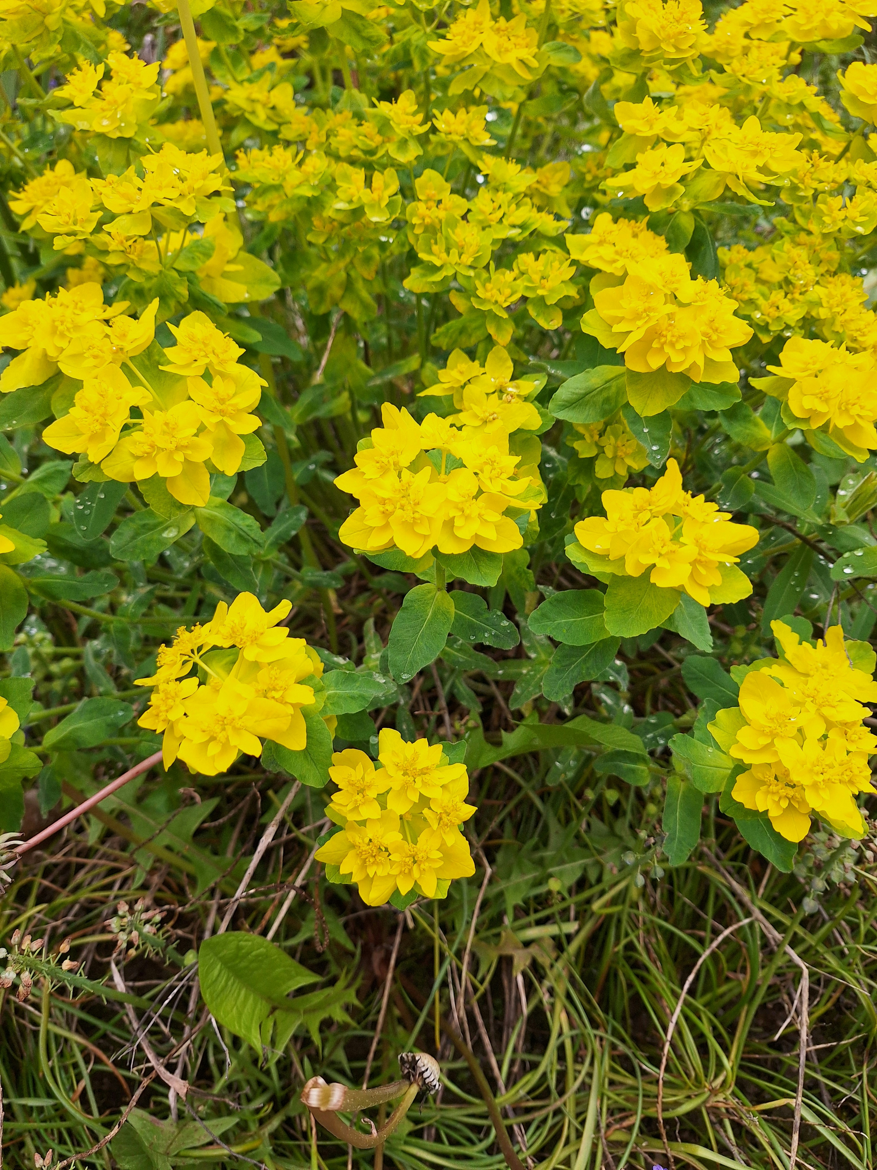 Bright yellow lantana blossoms form dense clusters against green leaves and grass. This garden photograph highlights vibrant color and texture.