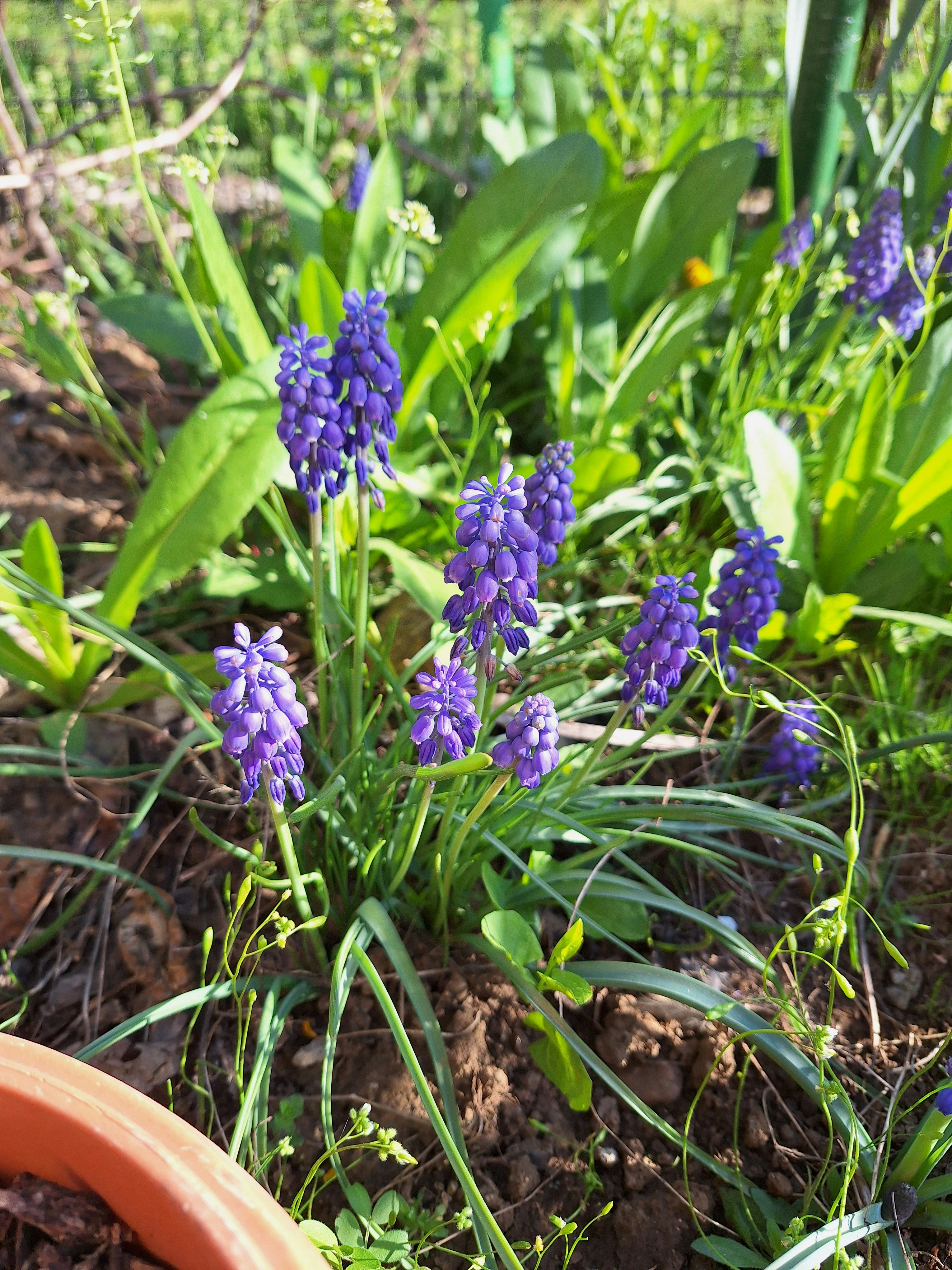 Close-up photograph of vivid purple Muscari blooms clustered along slender stems in a sunlit garden bed, with green foliage and soil framing the scene. The image emphasizes the delicate spikes and natural green contrast.