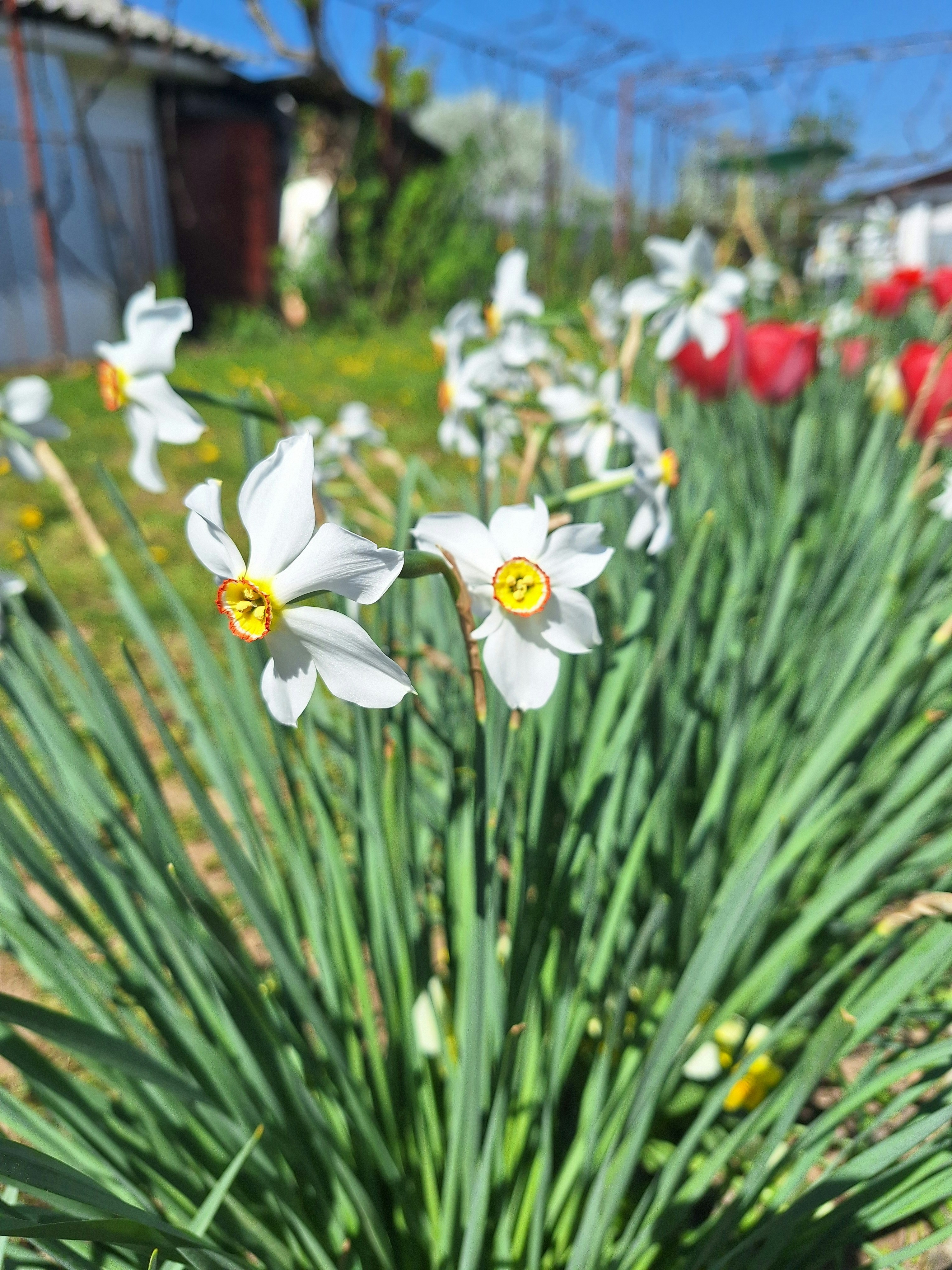 Multiple white flowers in spring blooming alongside other flowering plants.