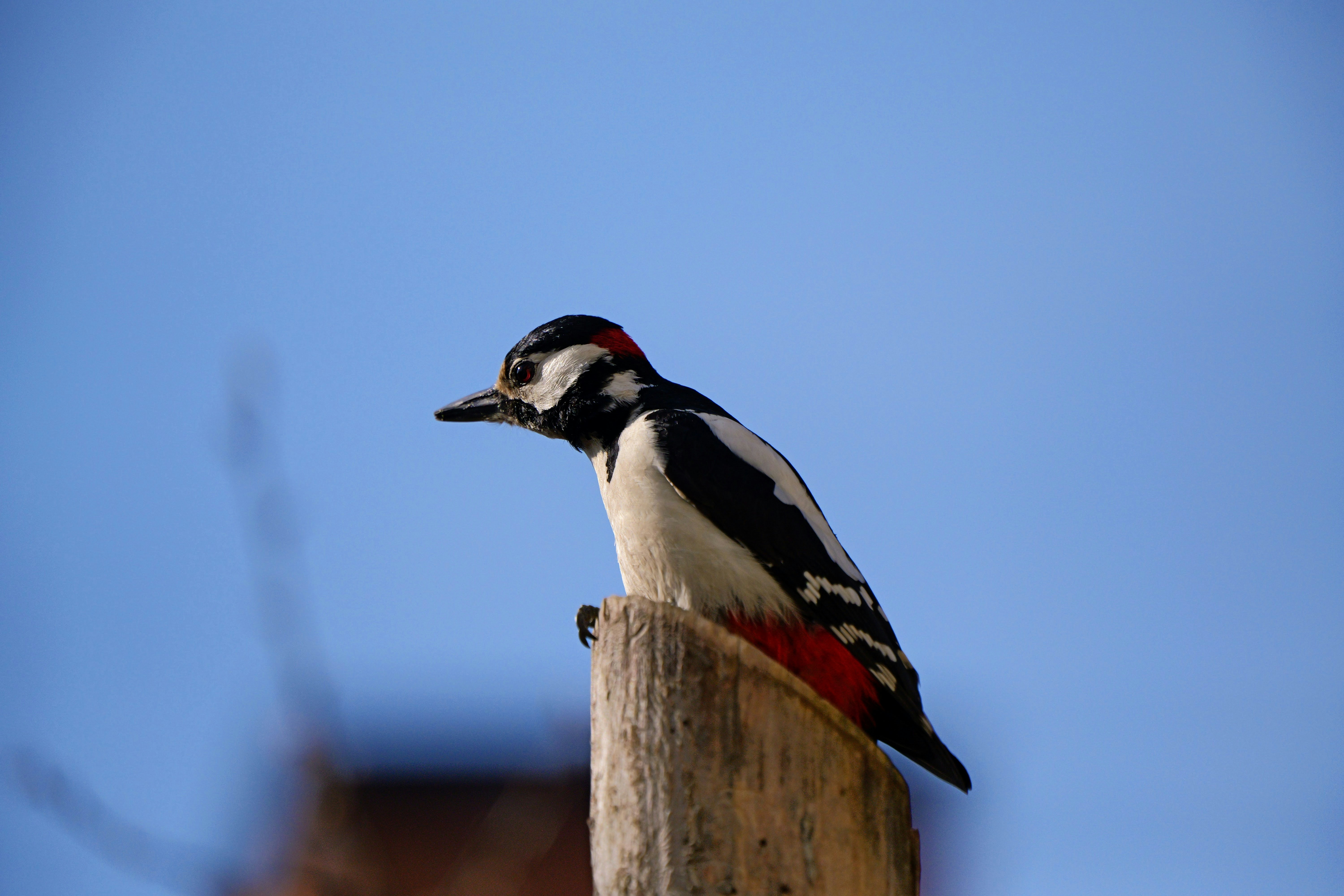 Red-crowned Woodpecker Perched on a Weathered Post Against a Cobalt Sky