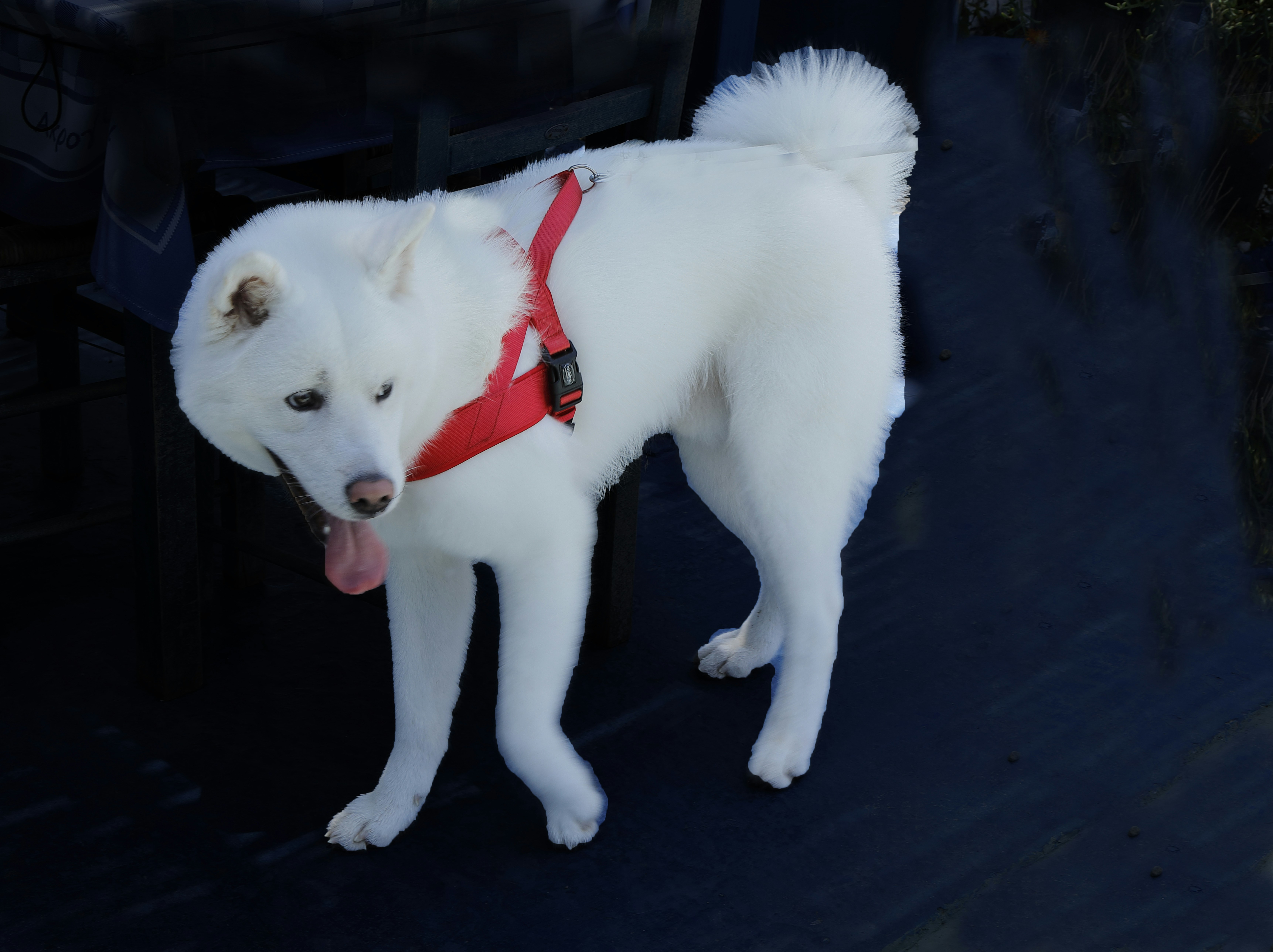 White Dog in Red Collar Pauses by a Shadowed Surface