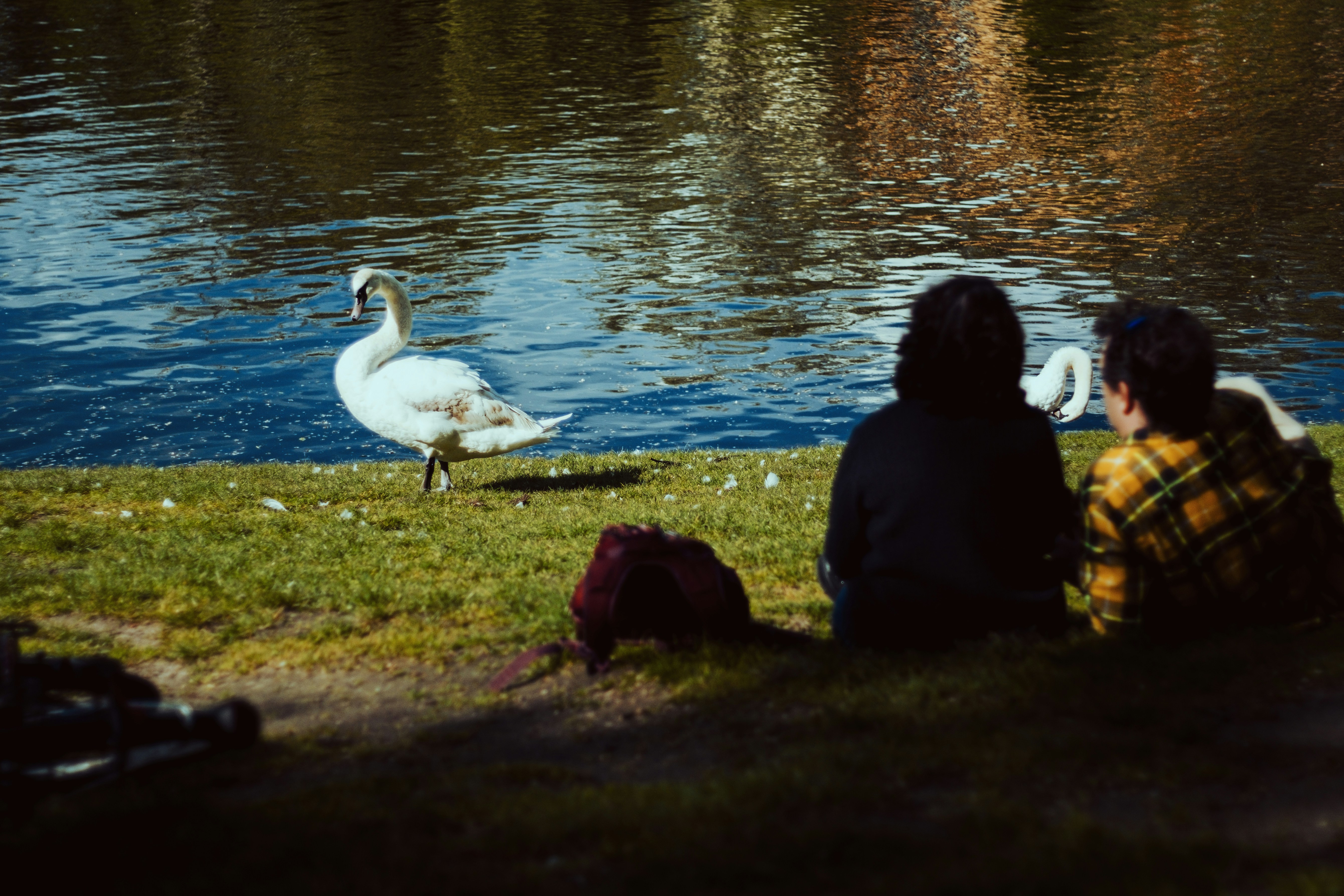 Pastel Pond Dialogues: A Swan Pays No Mind to the Viewers