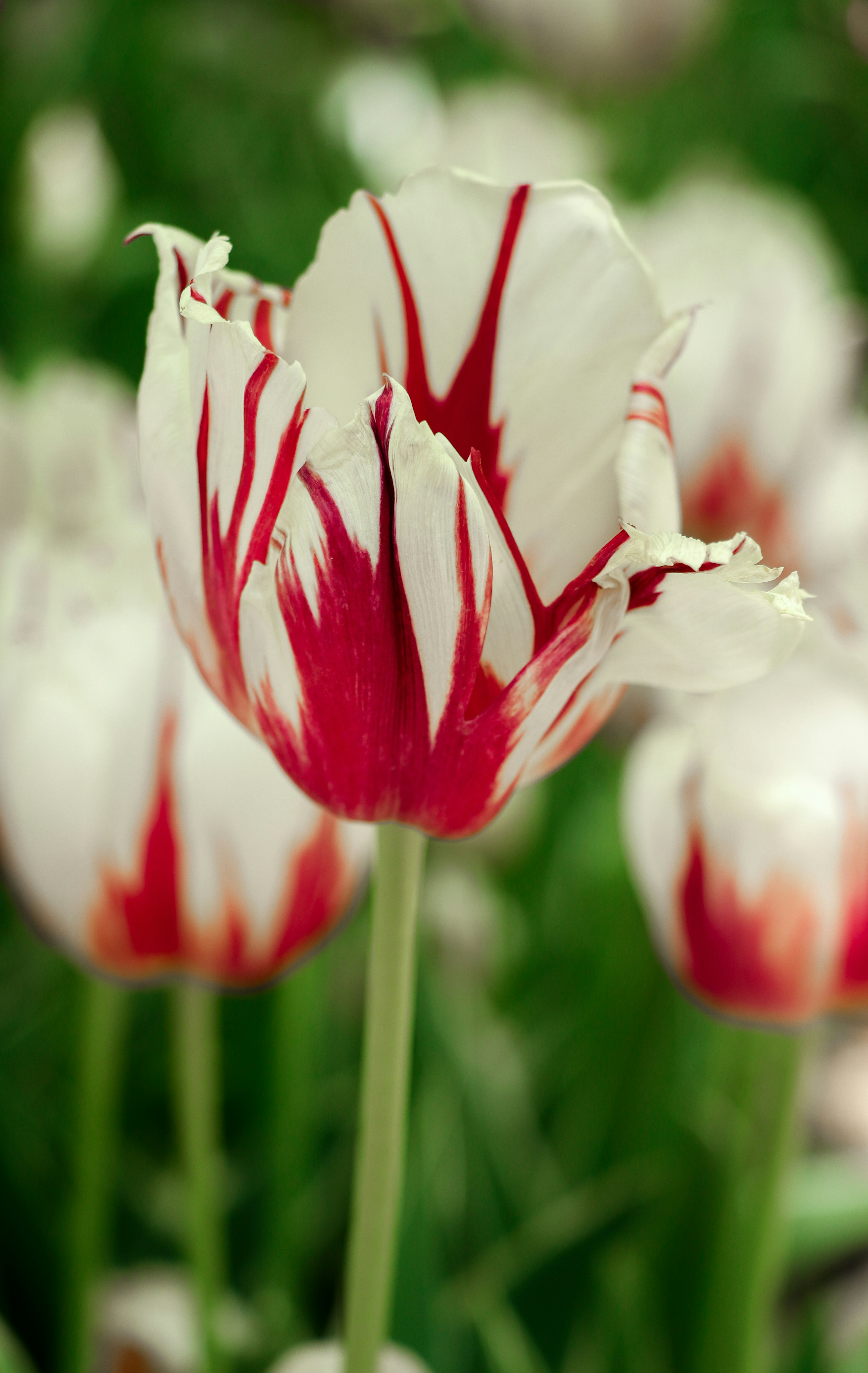 Red and White Tulip Crest: A Close-Up of Striking Petals