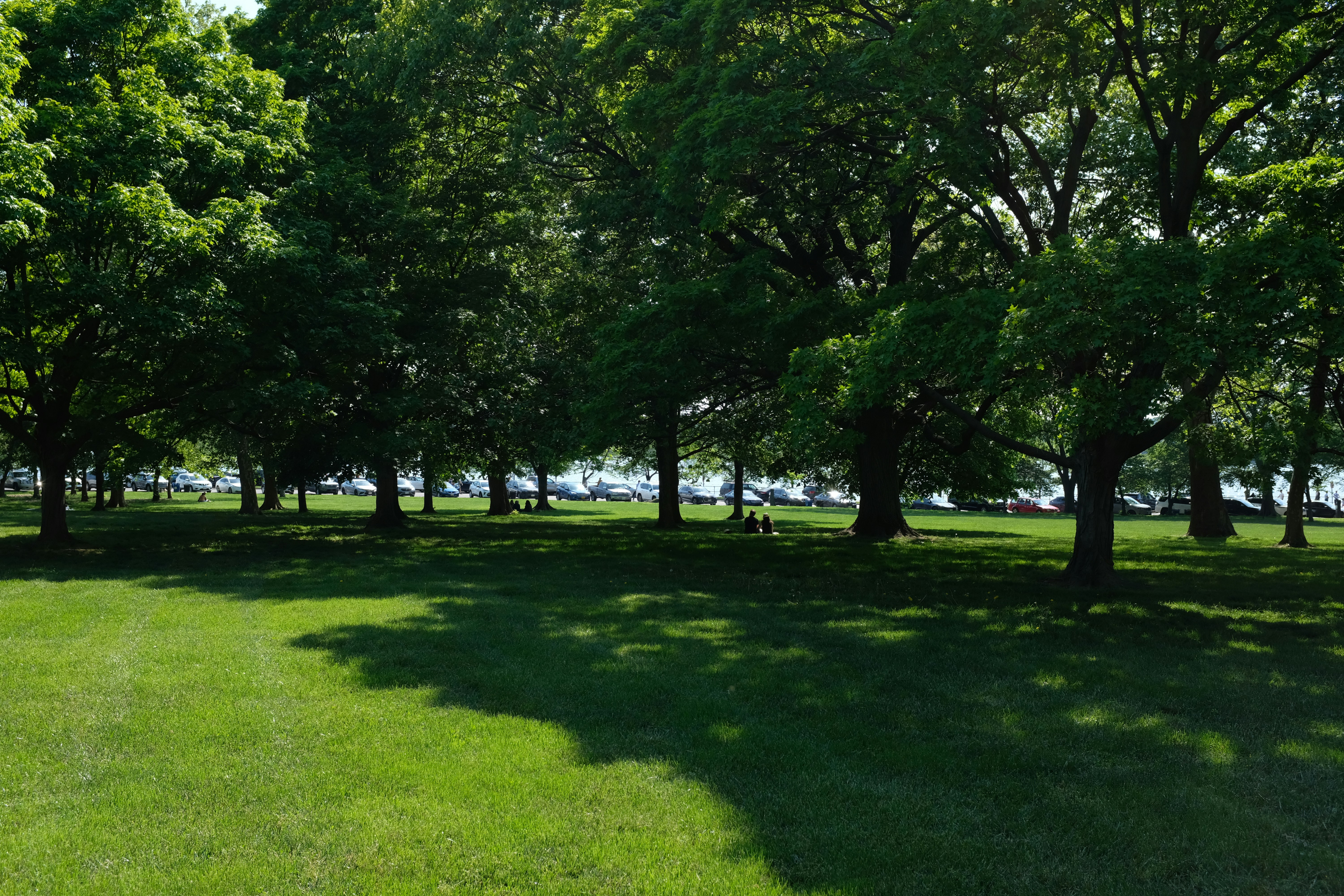 Lush green lawn framed by towering trees, with shadows dancing across the grass as people enjoy a tranquil day outdoors.
