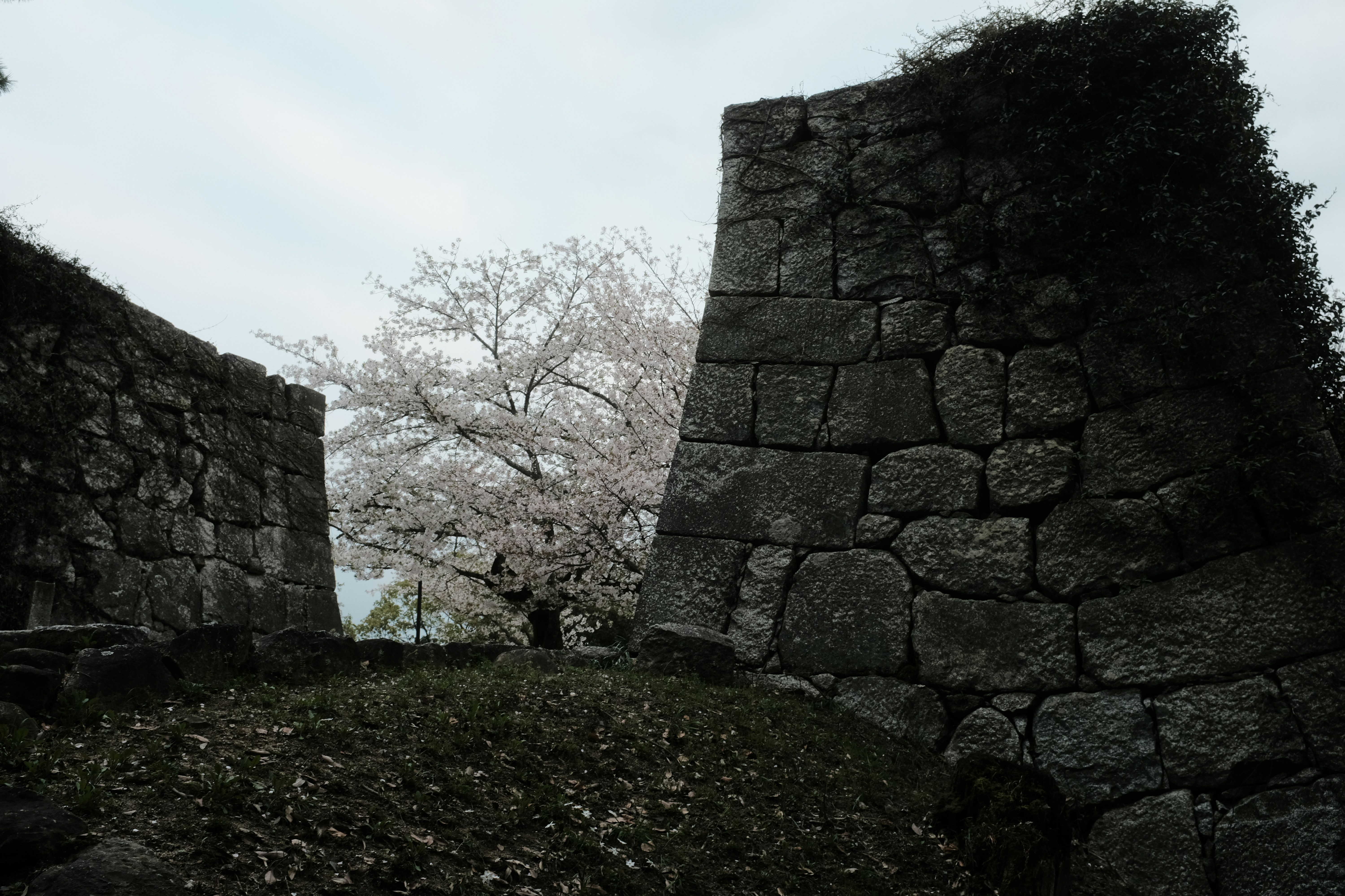 Cherry Blossoms Peeking Through Ancient Castle Walls