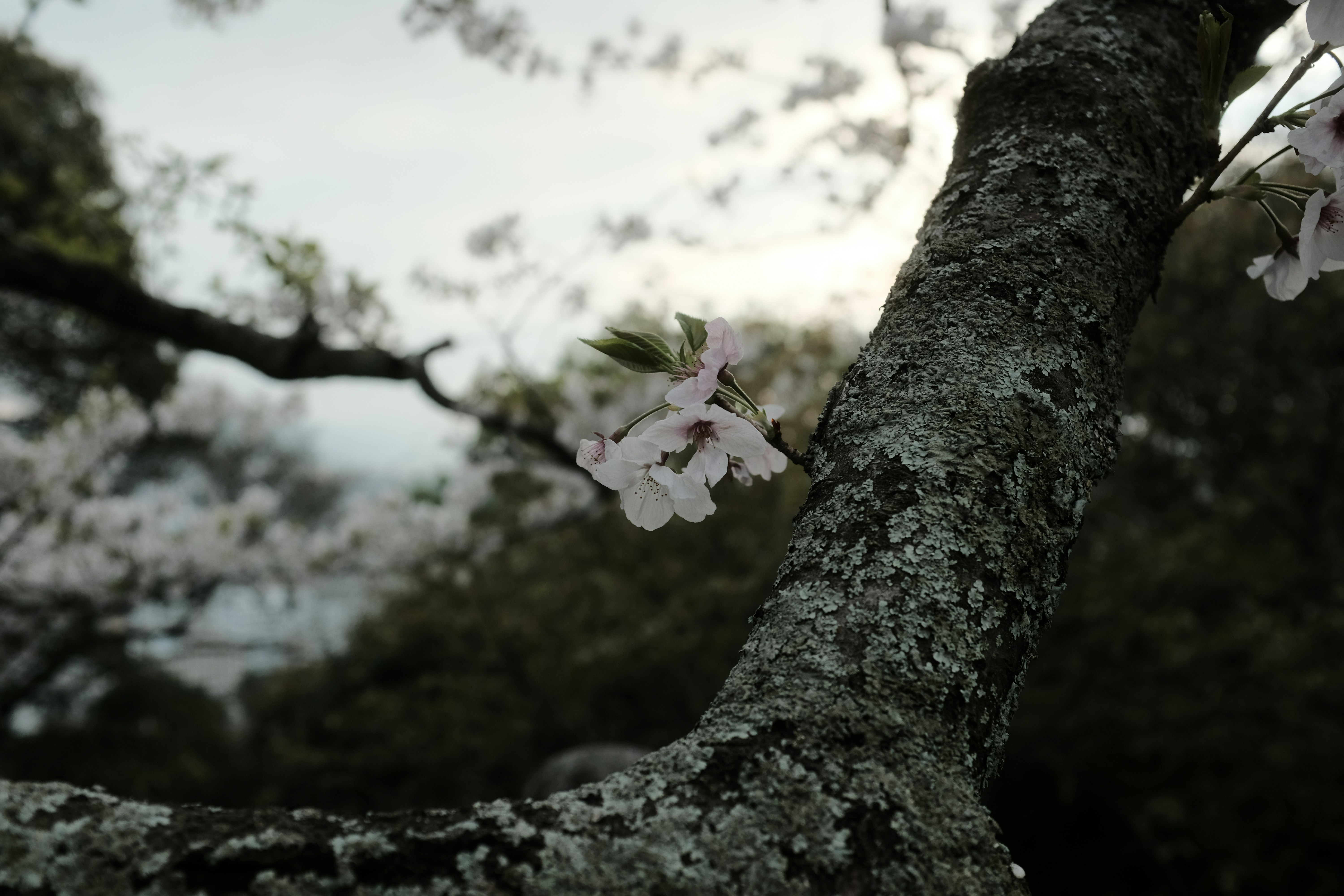 Moss-Dusted Cherry Blossoms on a Quiet Branch