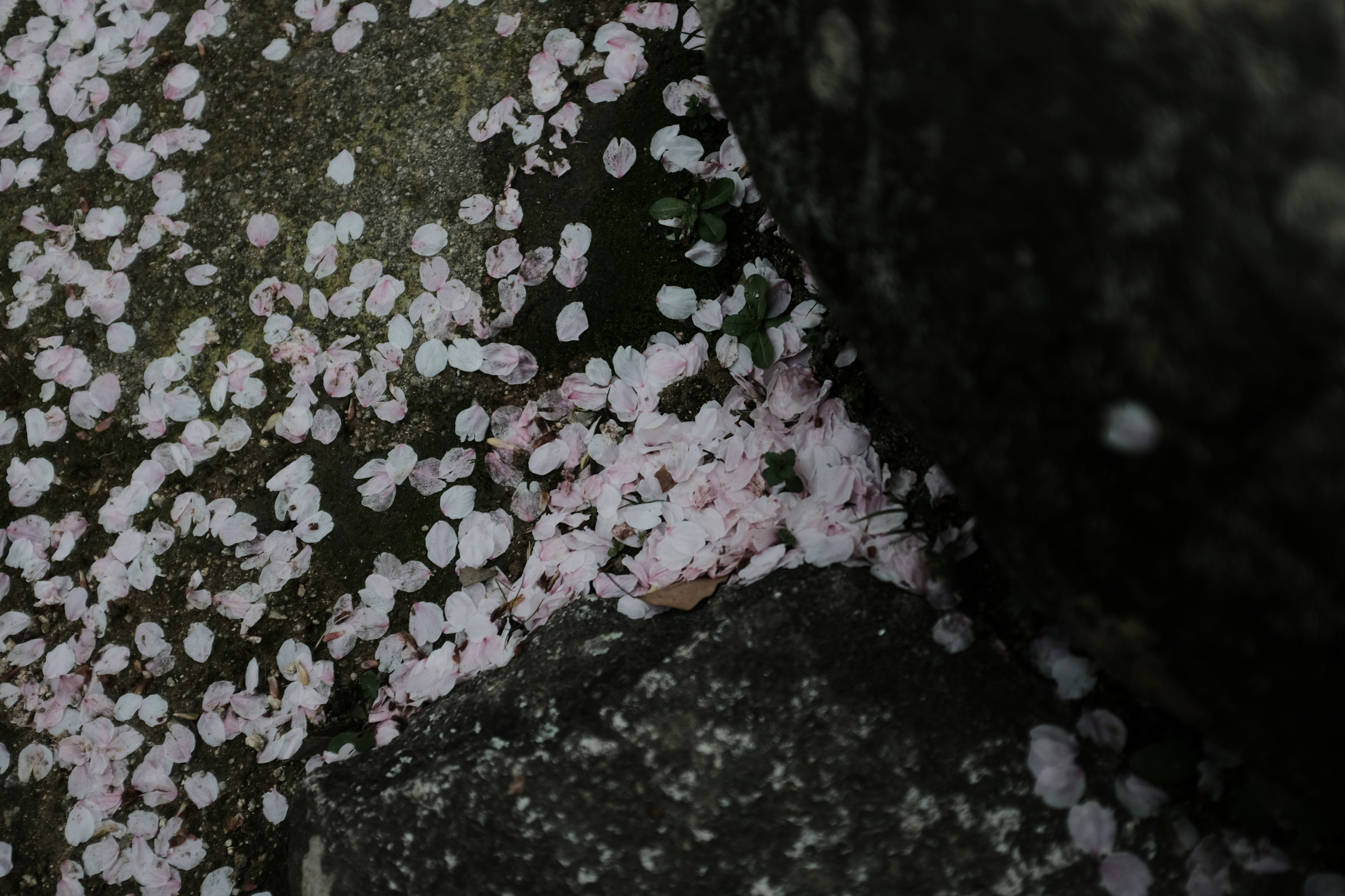 Petals on a Shadowed Granite Edge