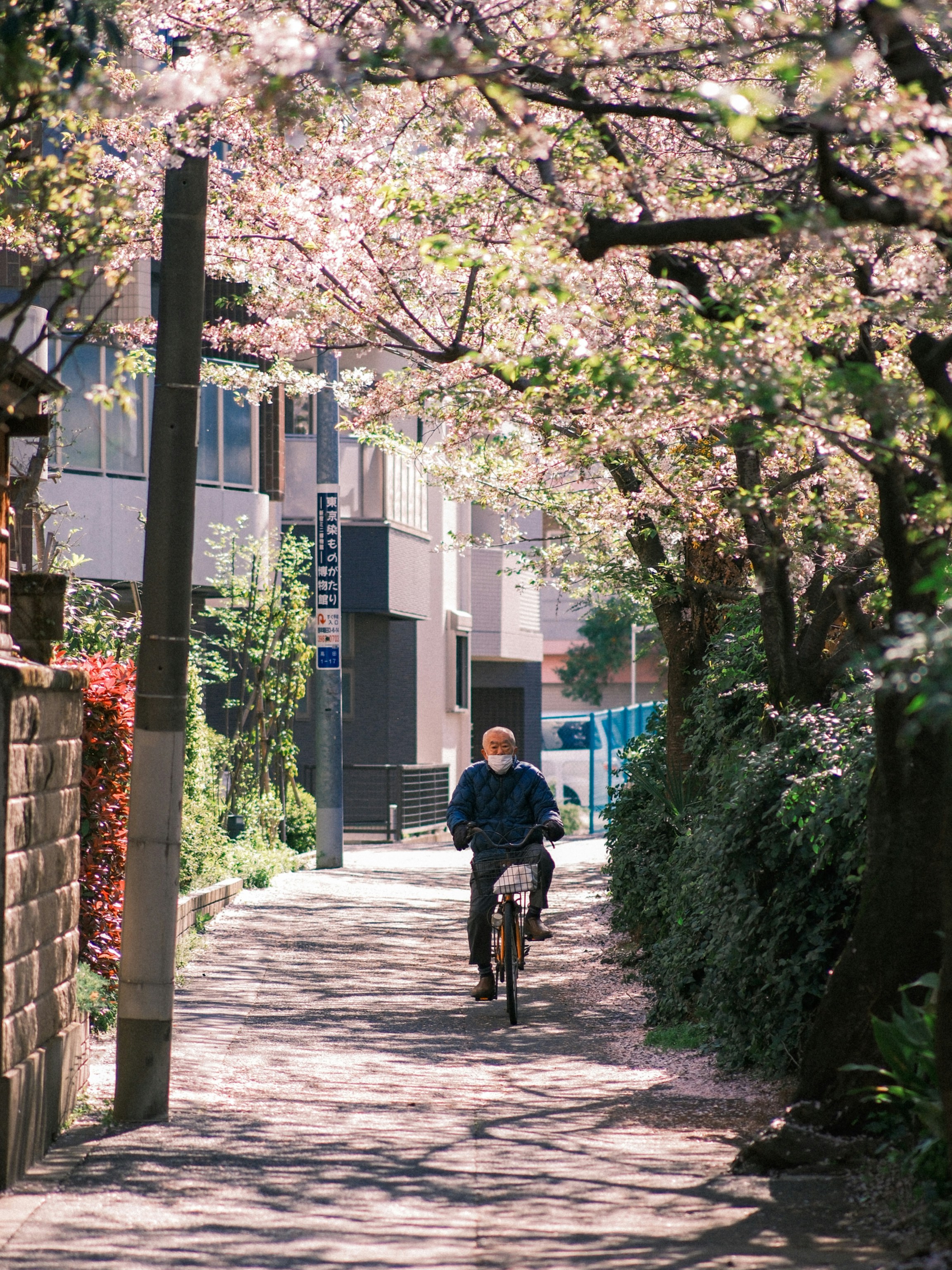 Pedaling Through a Cherry-Arch Alley: Quiet Morning in Bloom