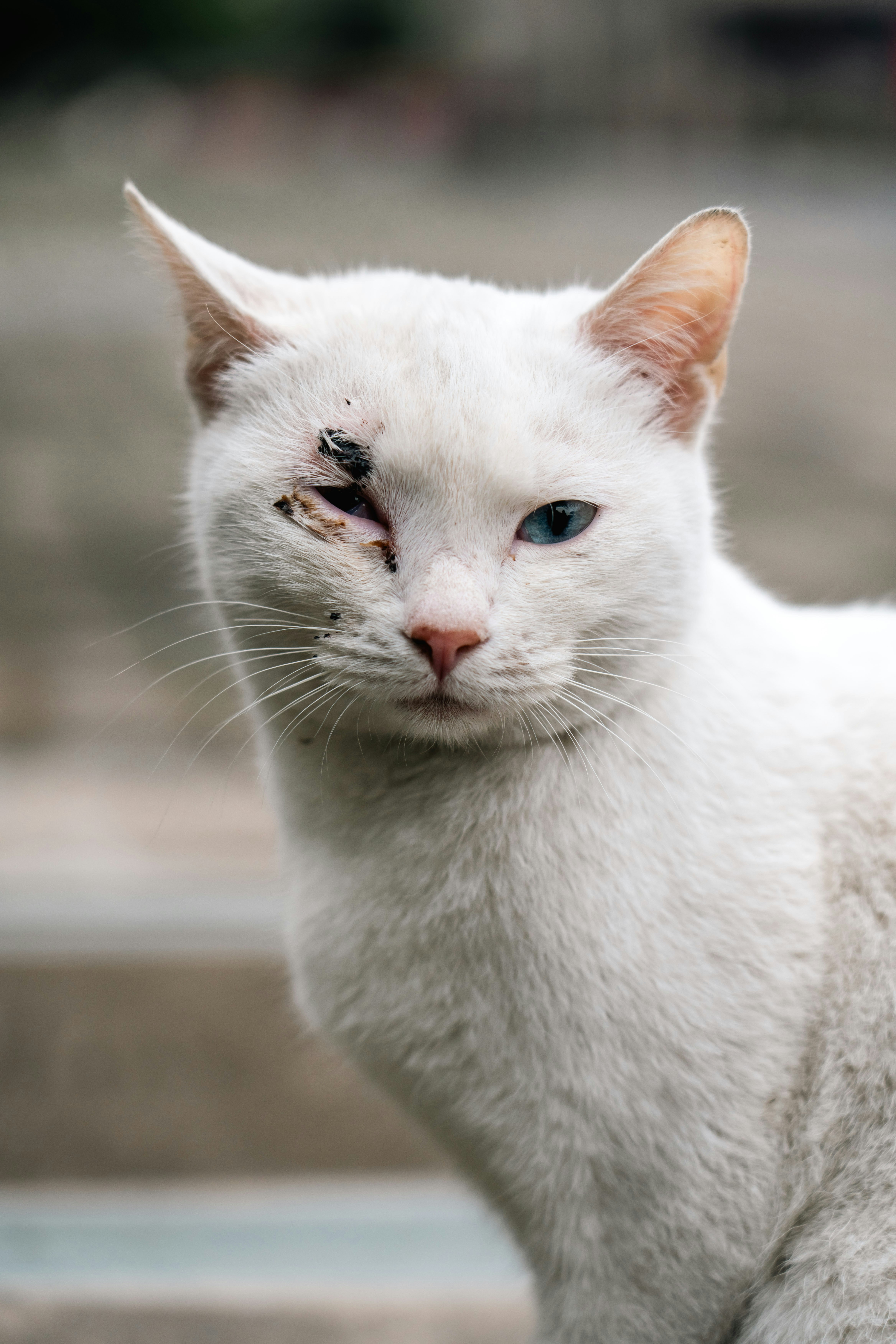 Snowy Cat Portrait: One Blue Eye, a Wounded Gaze