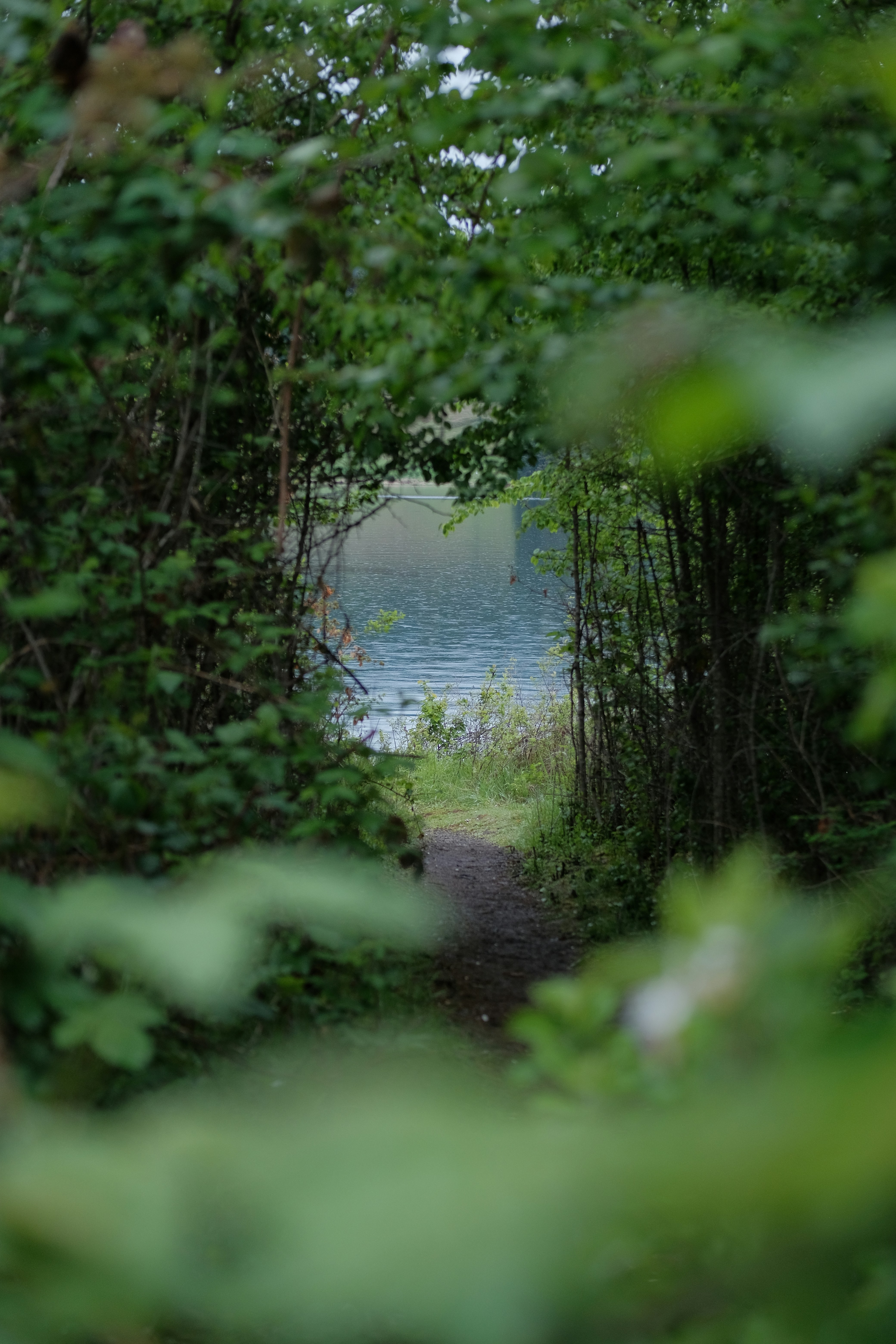 Narrow trail framed by lush greenery leading to a tranquil lake. The scene invites exploration and a moment of peace.