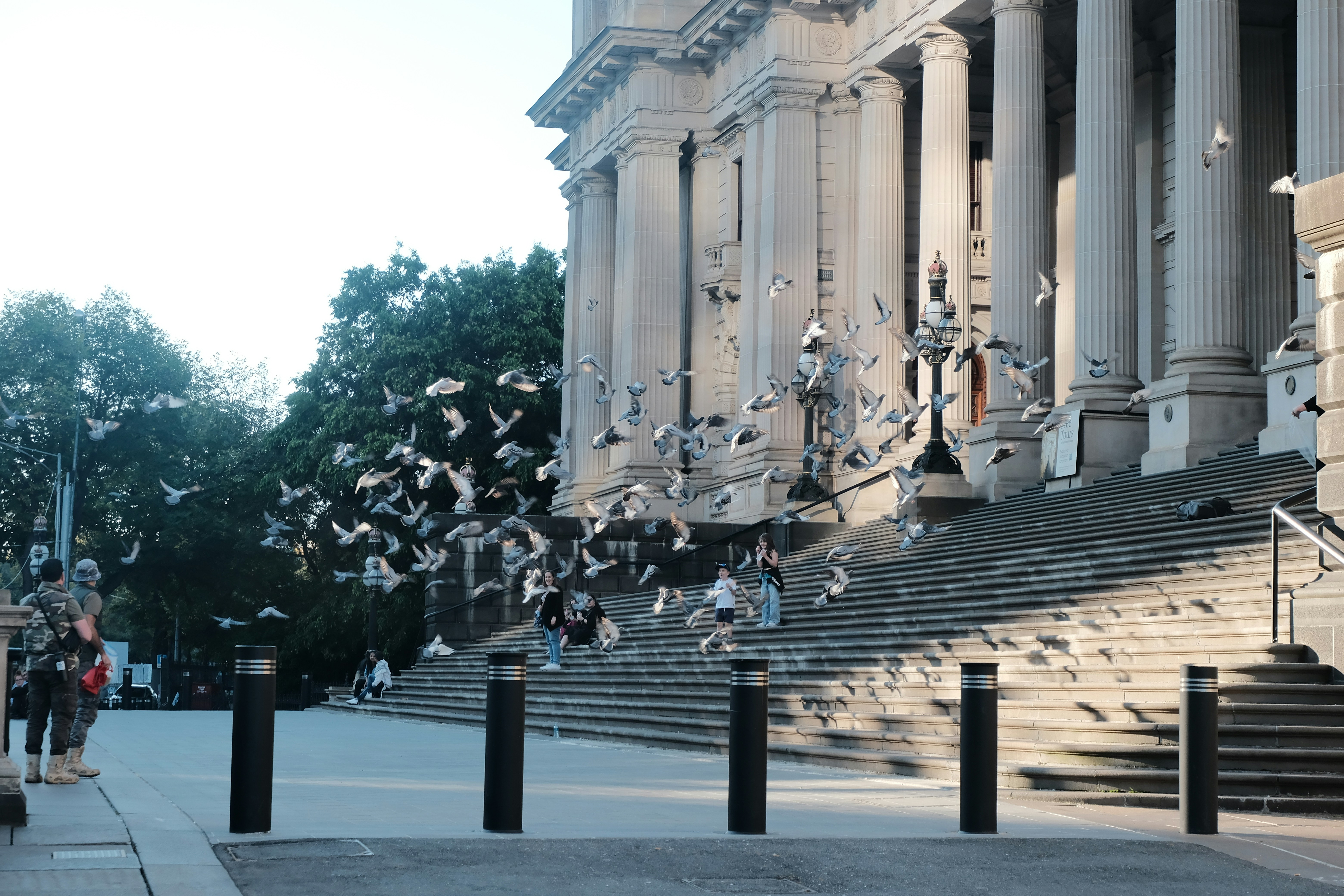 A flock of birds flying over the steps of a building photo – Free Car ...