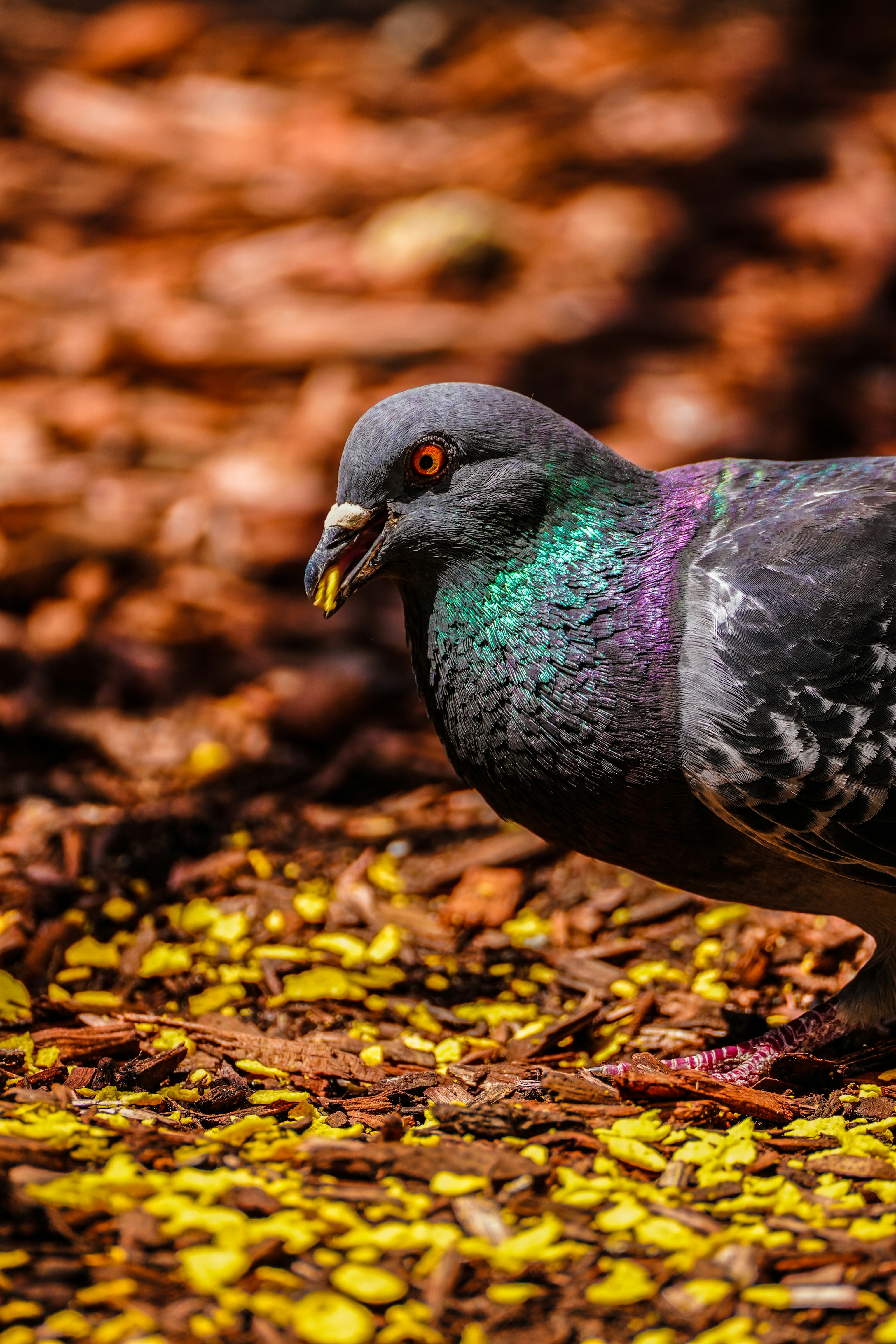 Iridescent Pigeon Portrait in Autumn Leaf Bed