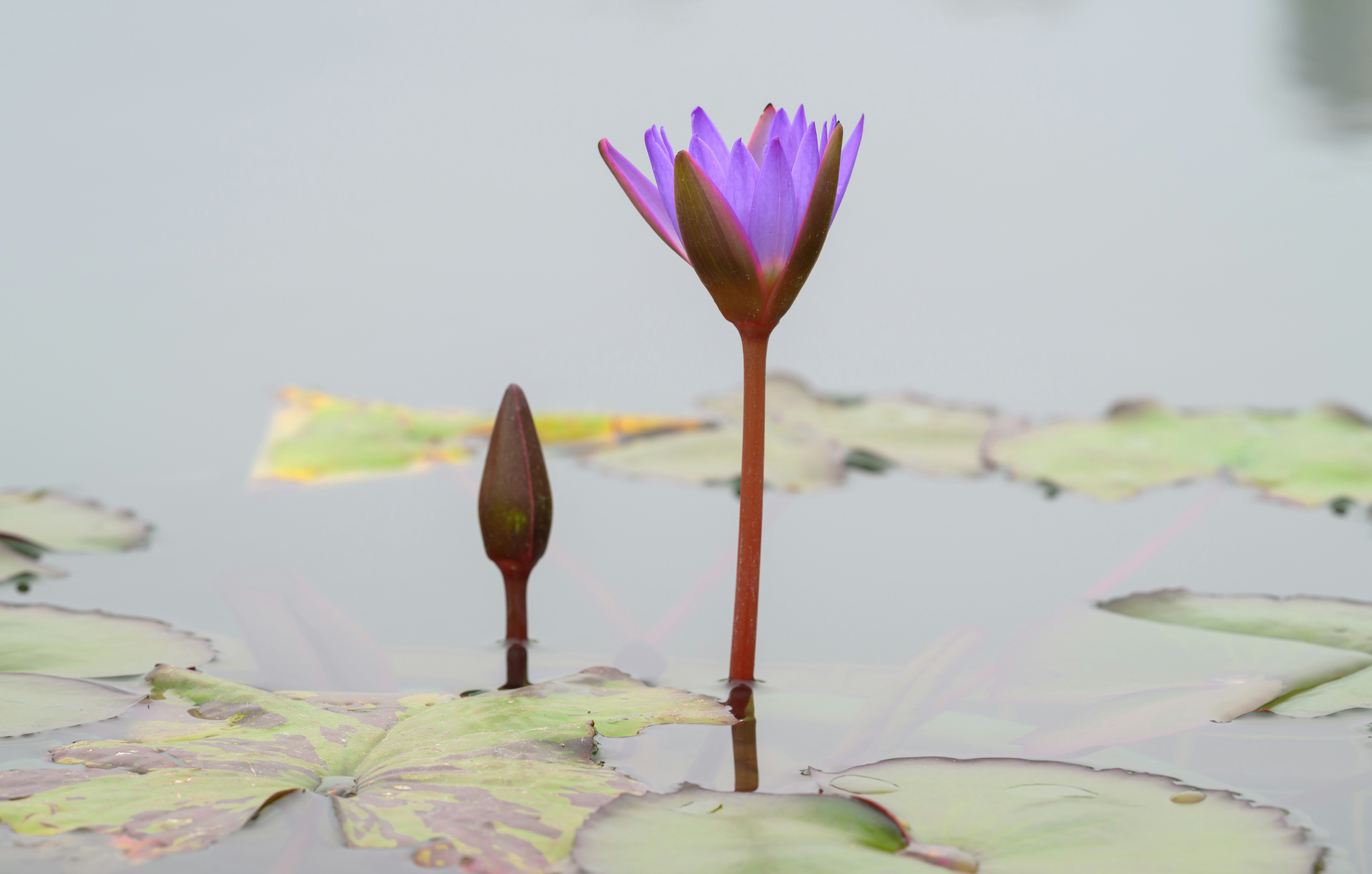 Purple Lotus Reaches Above a Mirror Pond