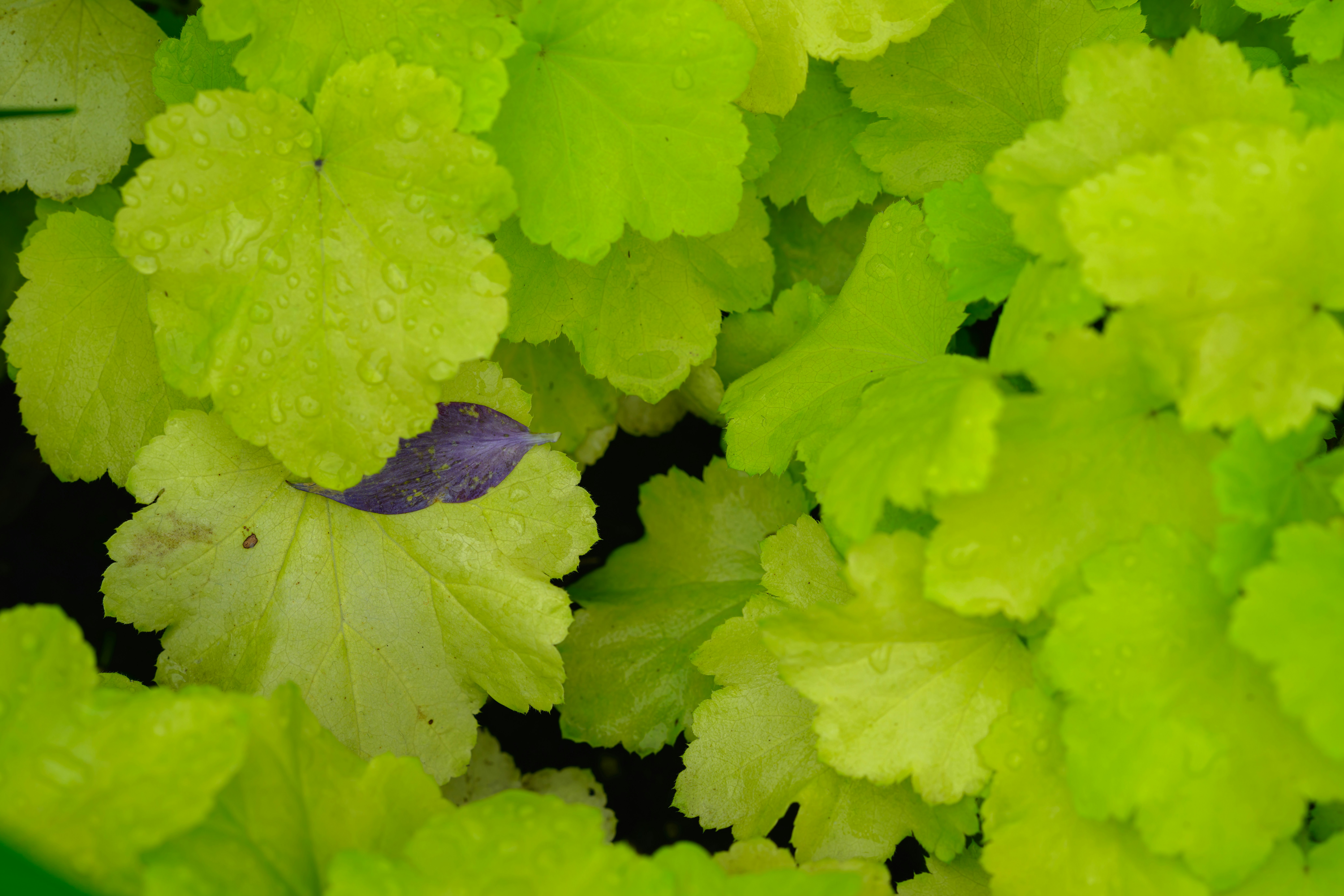 Neon Foliage and a Violet Interloper