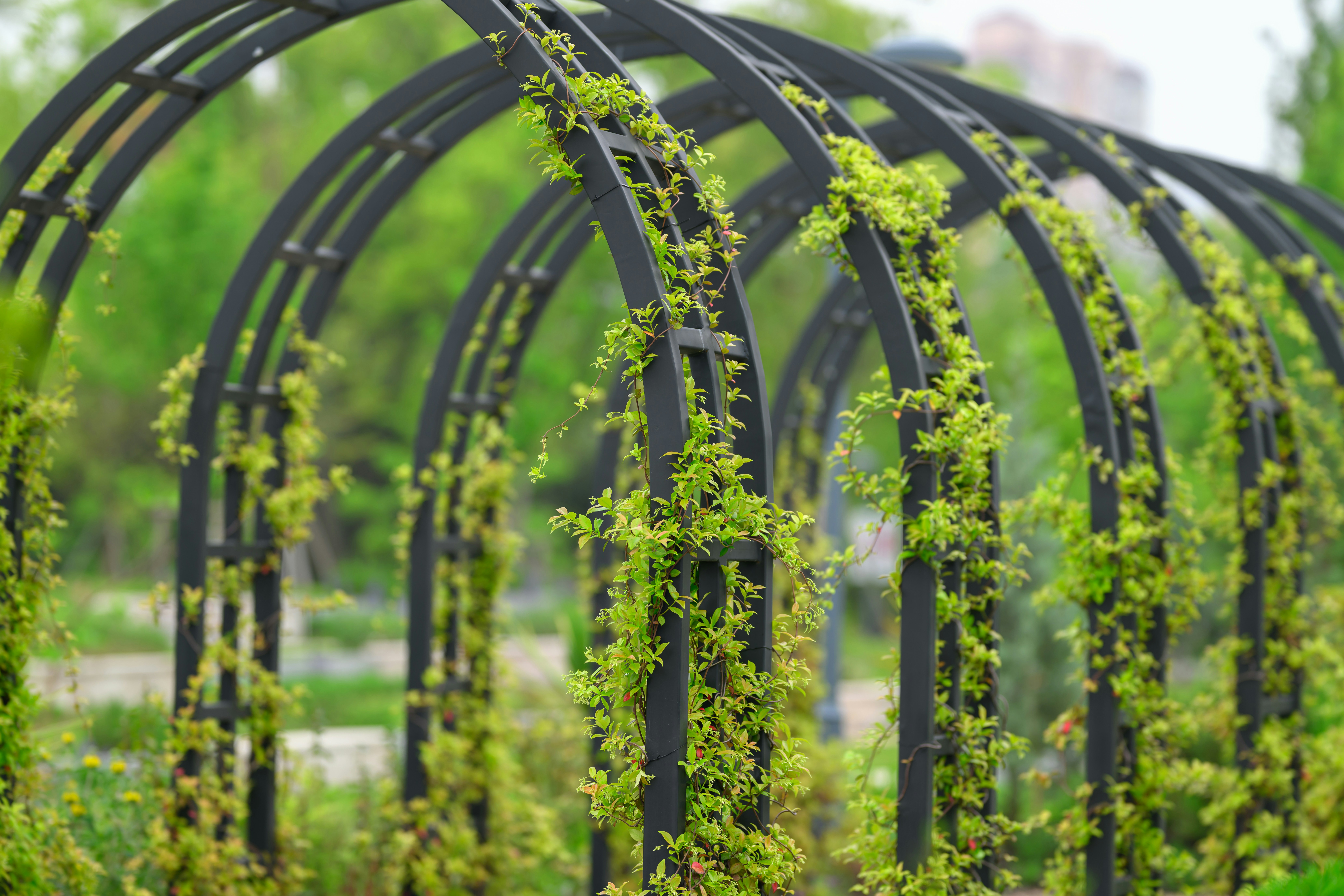 Green Veil Over Black Arches: A Quiet Garden Tunnel