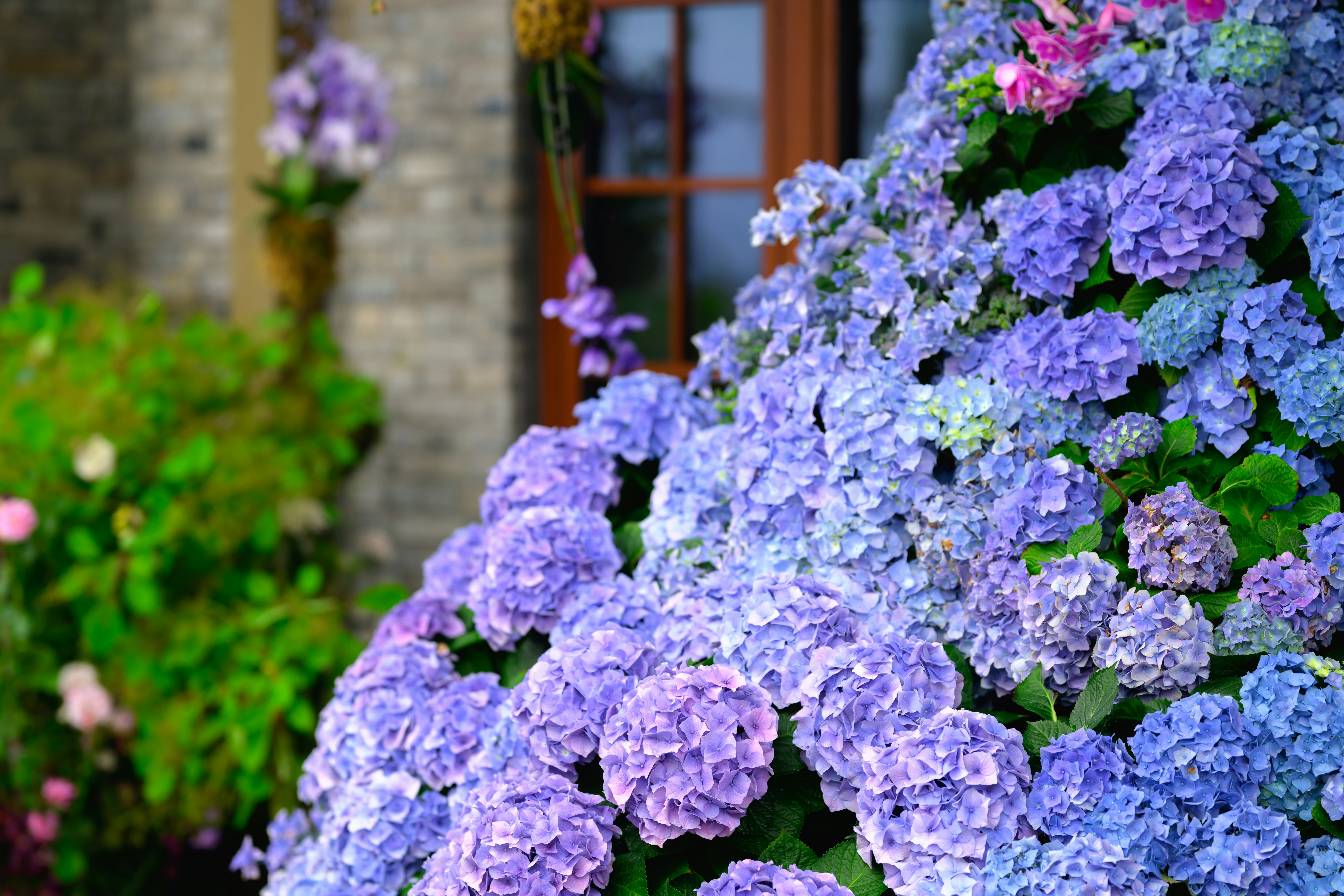 Cottage Hydrangea Cascade Framing a Rustic Window
