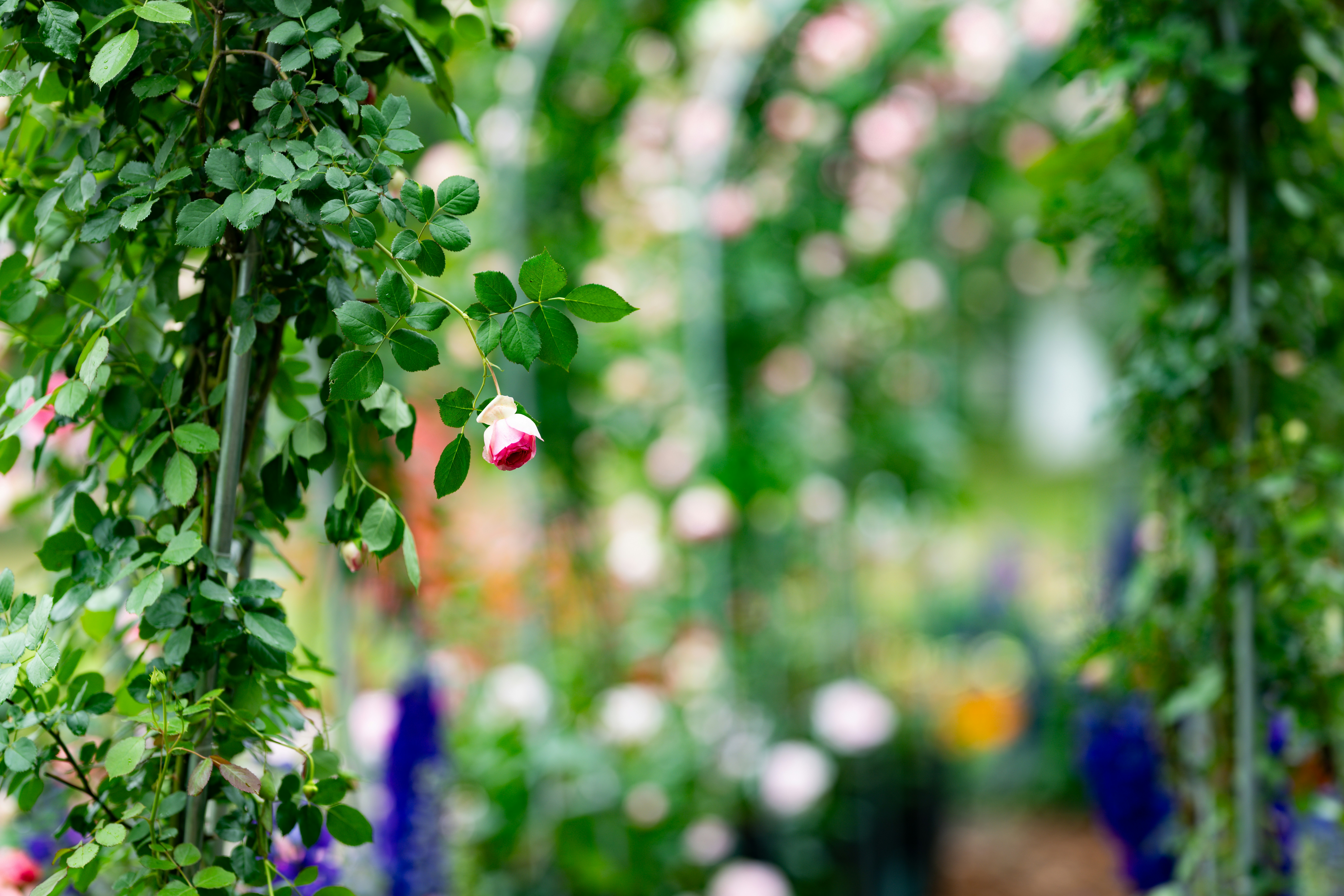 Lush green vines with pink blossoms drape over a curved metal structure.